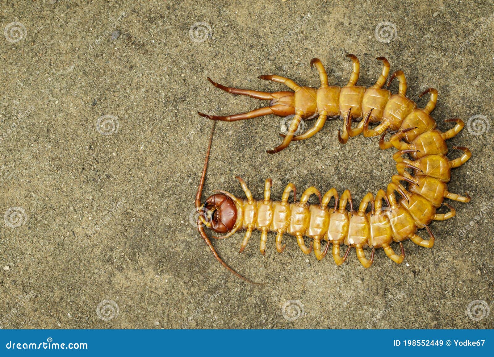Beeld Van Dode Centipees of Chilopoda Op De Grond. Dier. Giftige Dieren ...