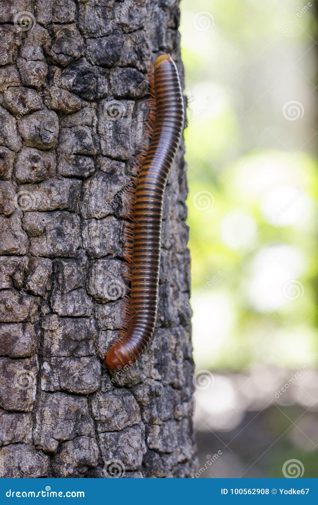 Beeld Van Een Duizendpoot Op Boom Insect Stock Foto - Image of sluit ...