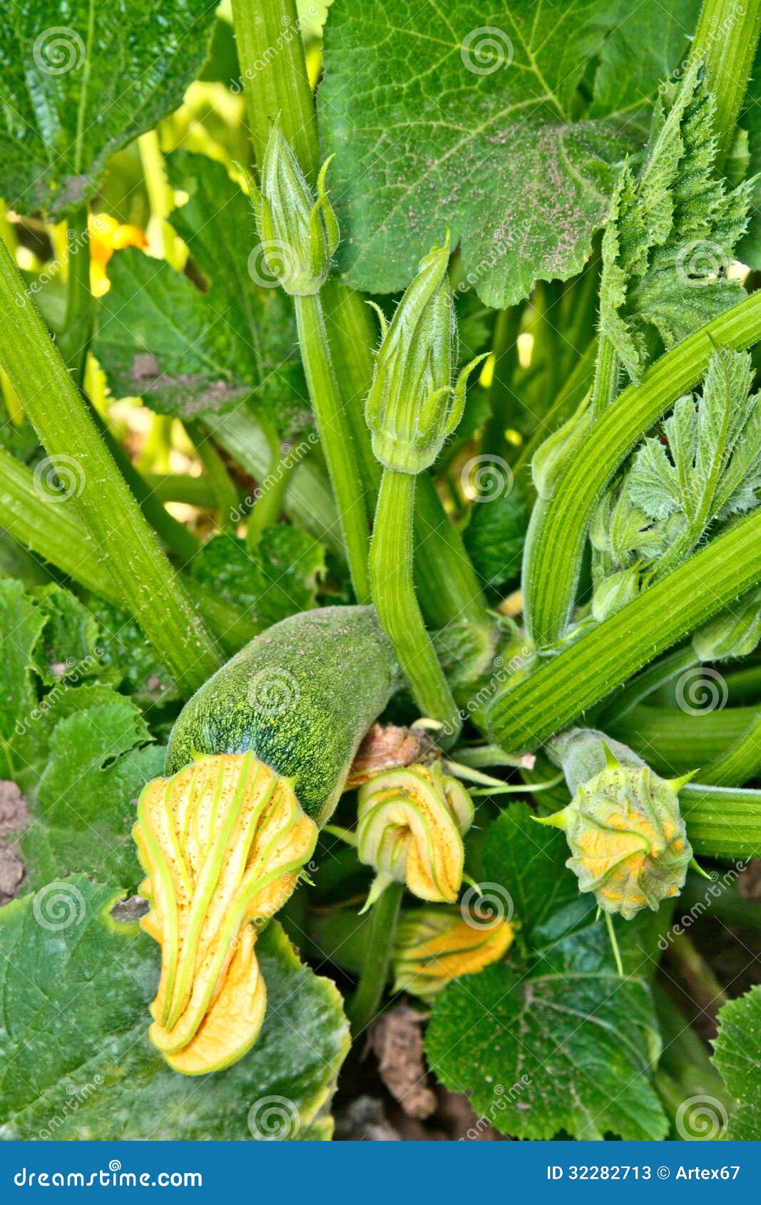 Beeld Van Een Groene Courgette Van De Bloemknop Stock Afbeelding ...