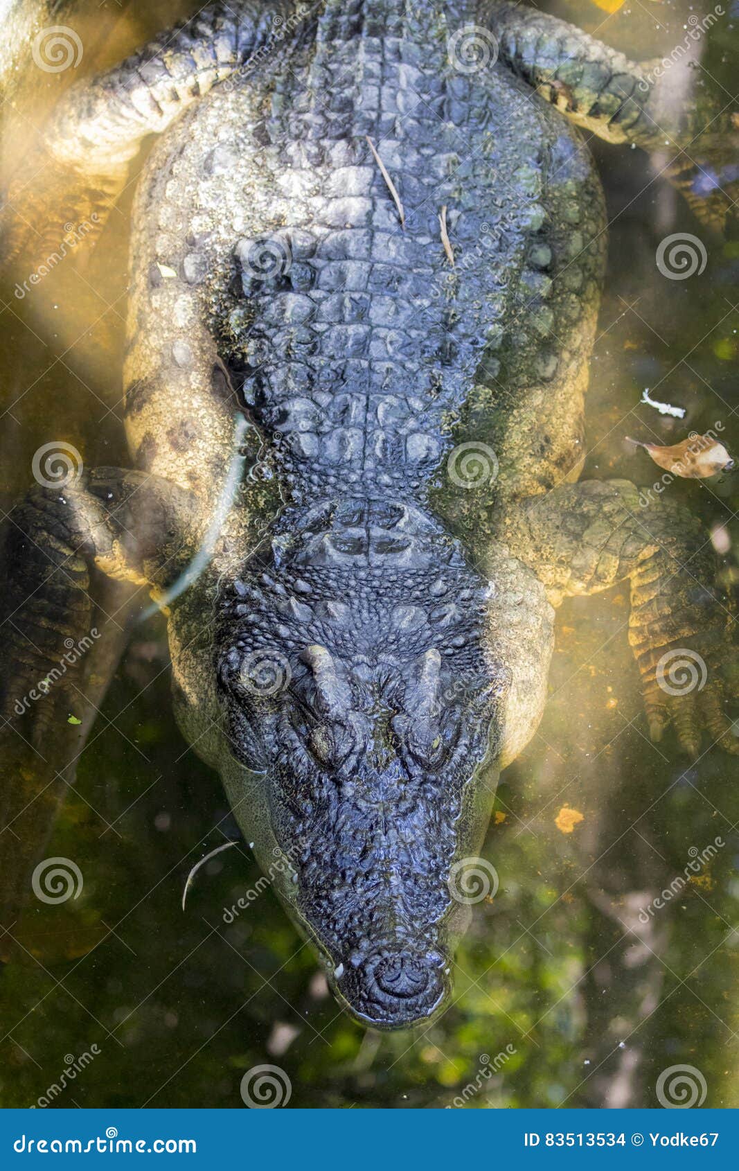Beeld Van Een Krokodil Op Het Water Stock Foto - Image of groen ...