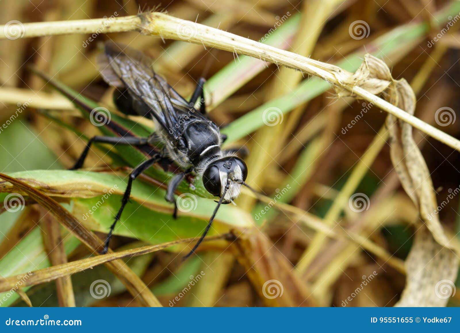 Beeld Van Grote Zwarte Wesp & X28; Sphex Pensylvanicus& X29; Stock ...