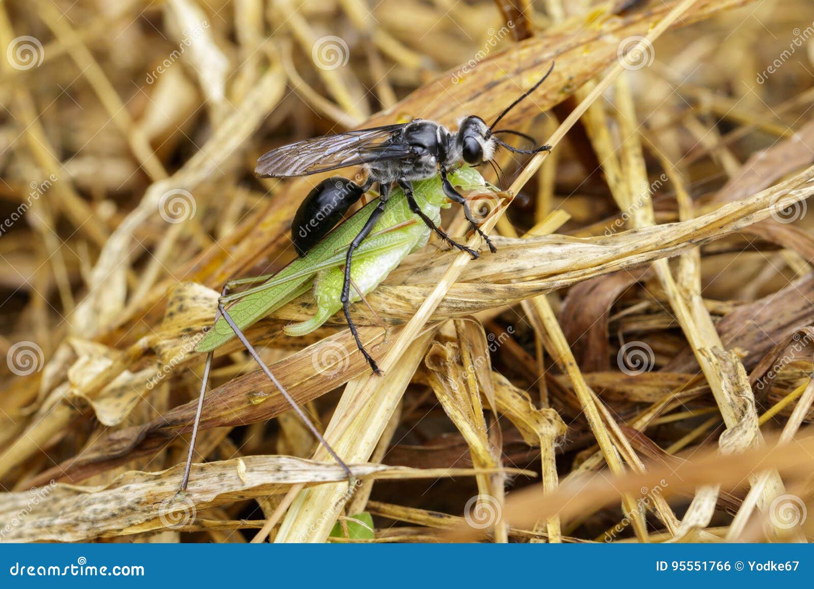 Beeld Van Grote Zwarte Wesp & X28; Sphex Pensylvanicus& X29; Stock Foto ...