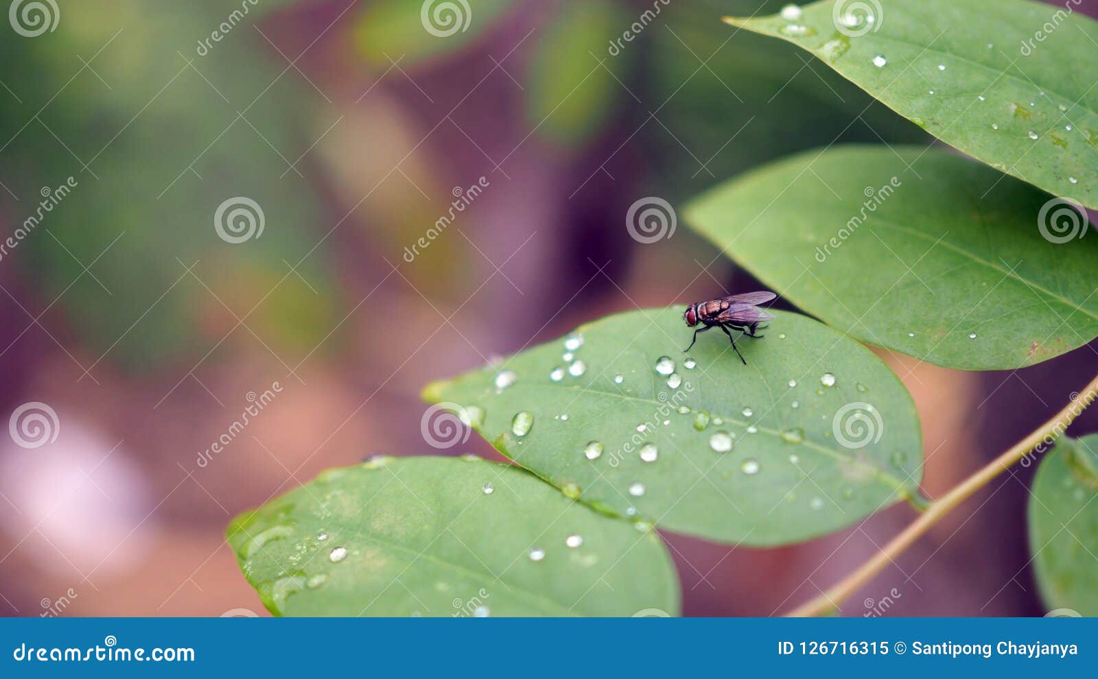 Beeld Van Vliegendiptera Op Groene Bladeren Insect Dier Stock ...