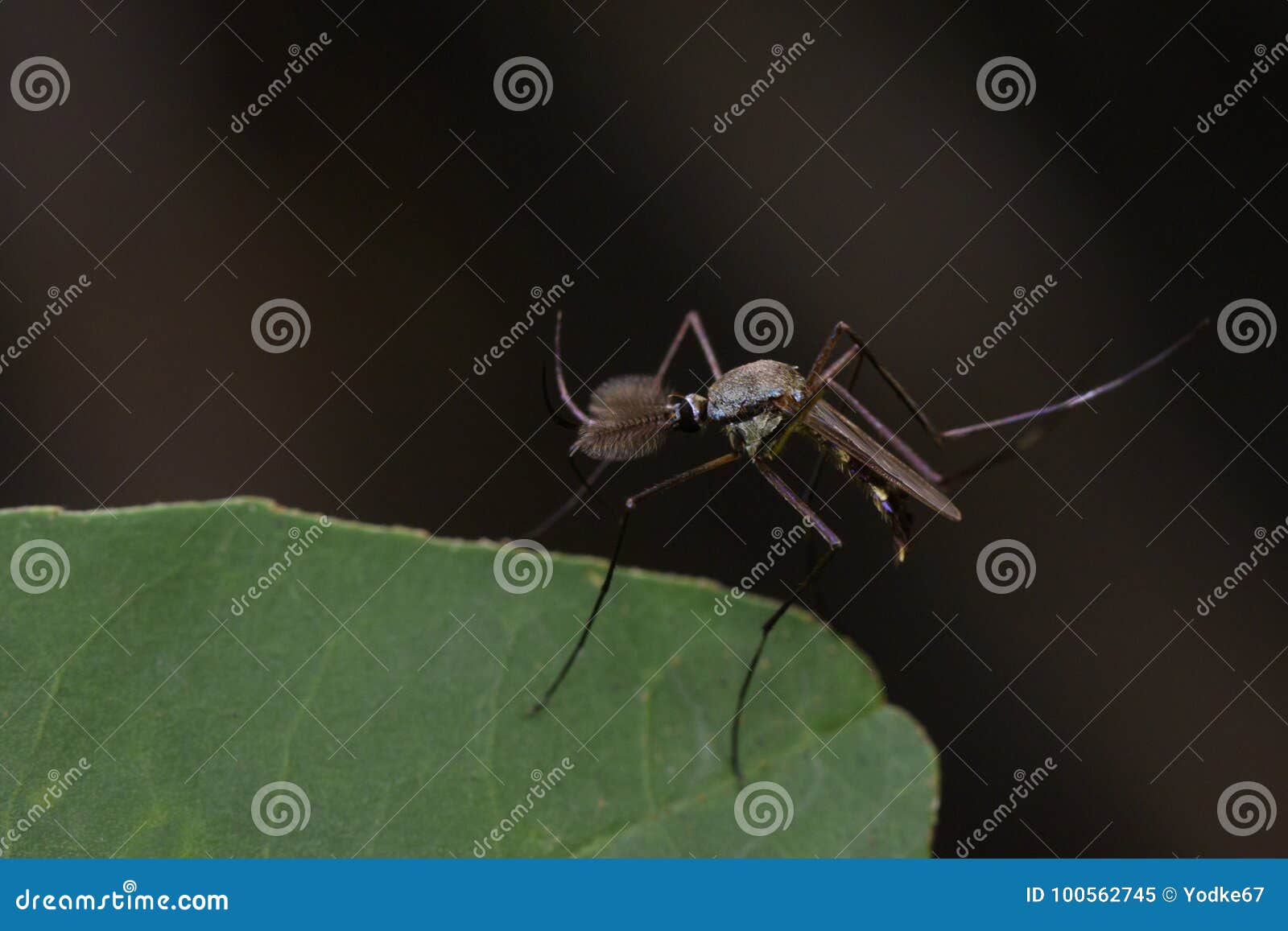 Beeld Van Wilde Mug Op Groene Bladeren Insect Dier Stock Afbeelding ...