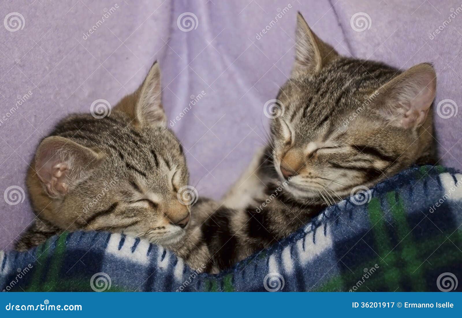 Beelden van katten stock afbeelding. Image of ontspan - 36201917