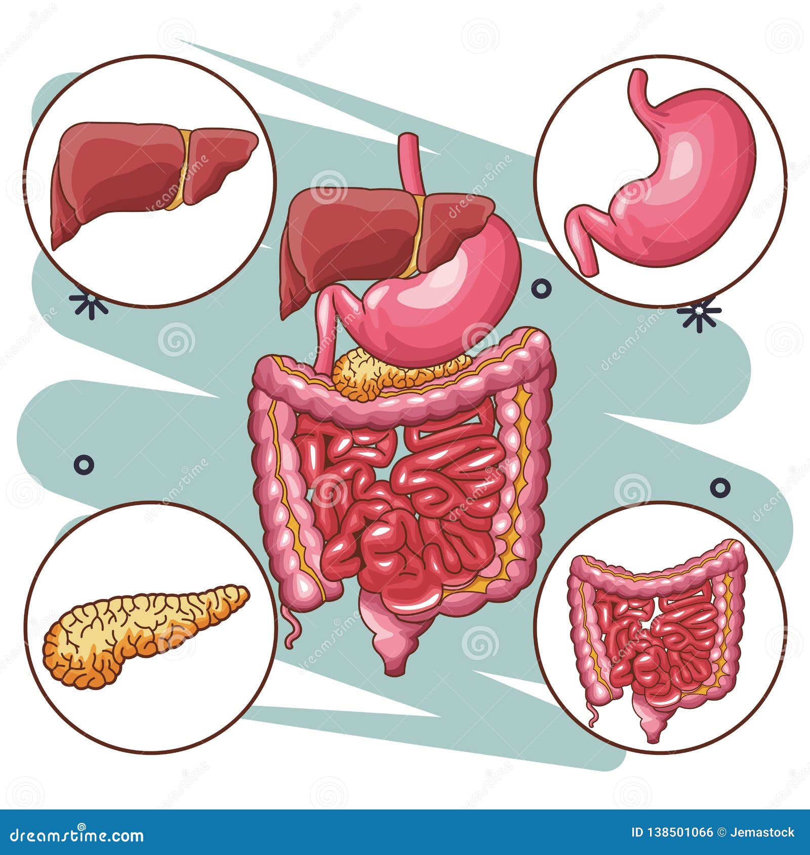 Beeldverhaal Van Het Anatomie Het Menselijke Orgaan Vector Illustratie ...