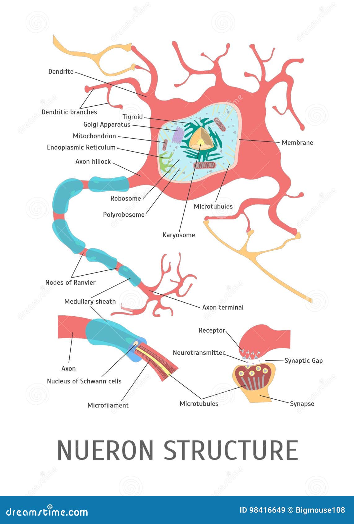 Beeldverhaalstructuur Van Een Neuron Vector Vector Illustratie ...