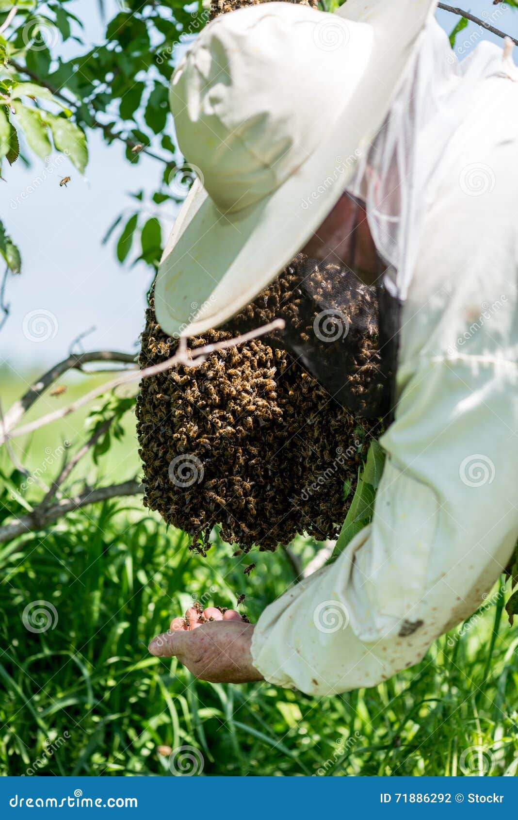 The Beemaster Checking the Swarm of Bees Stock Photo - Image of outdoor ...