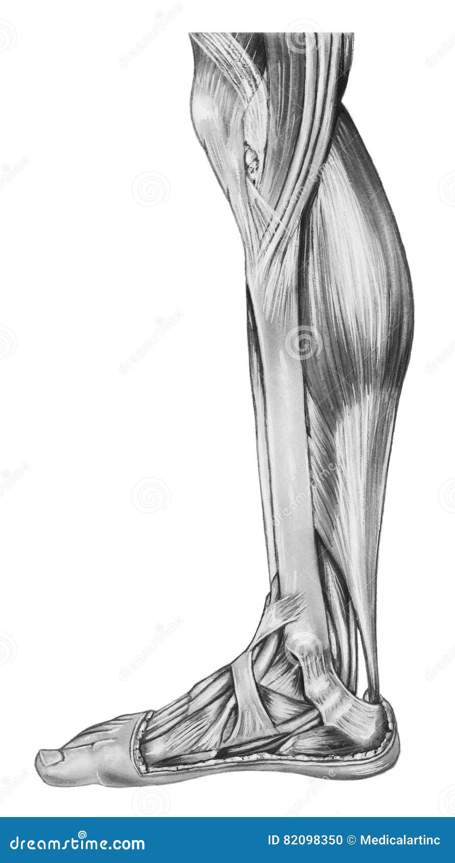 Been - Lagere anatomie stock illustratie. Illustration of pees - 82098350