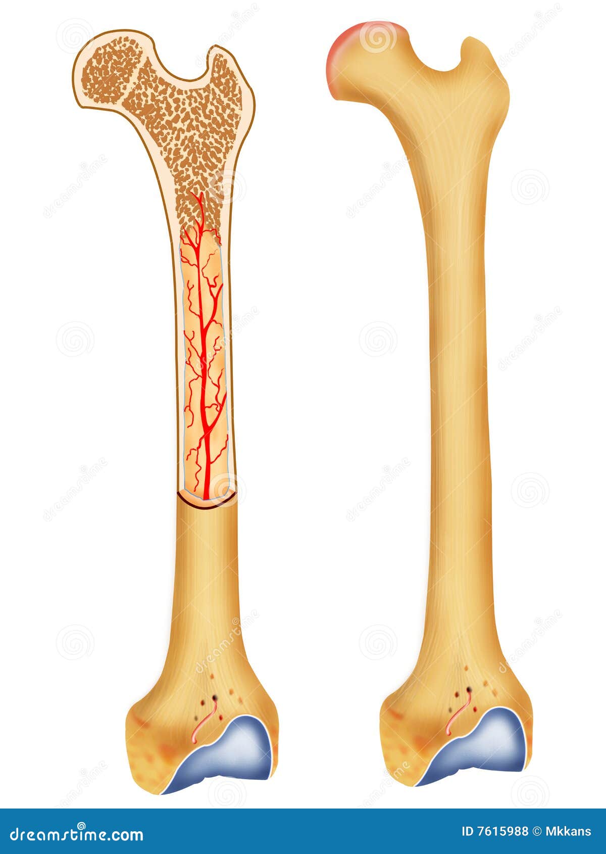 Beenderen stock illustratie. Illustration of diagnose - 7615988