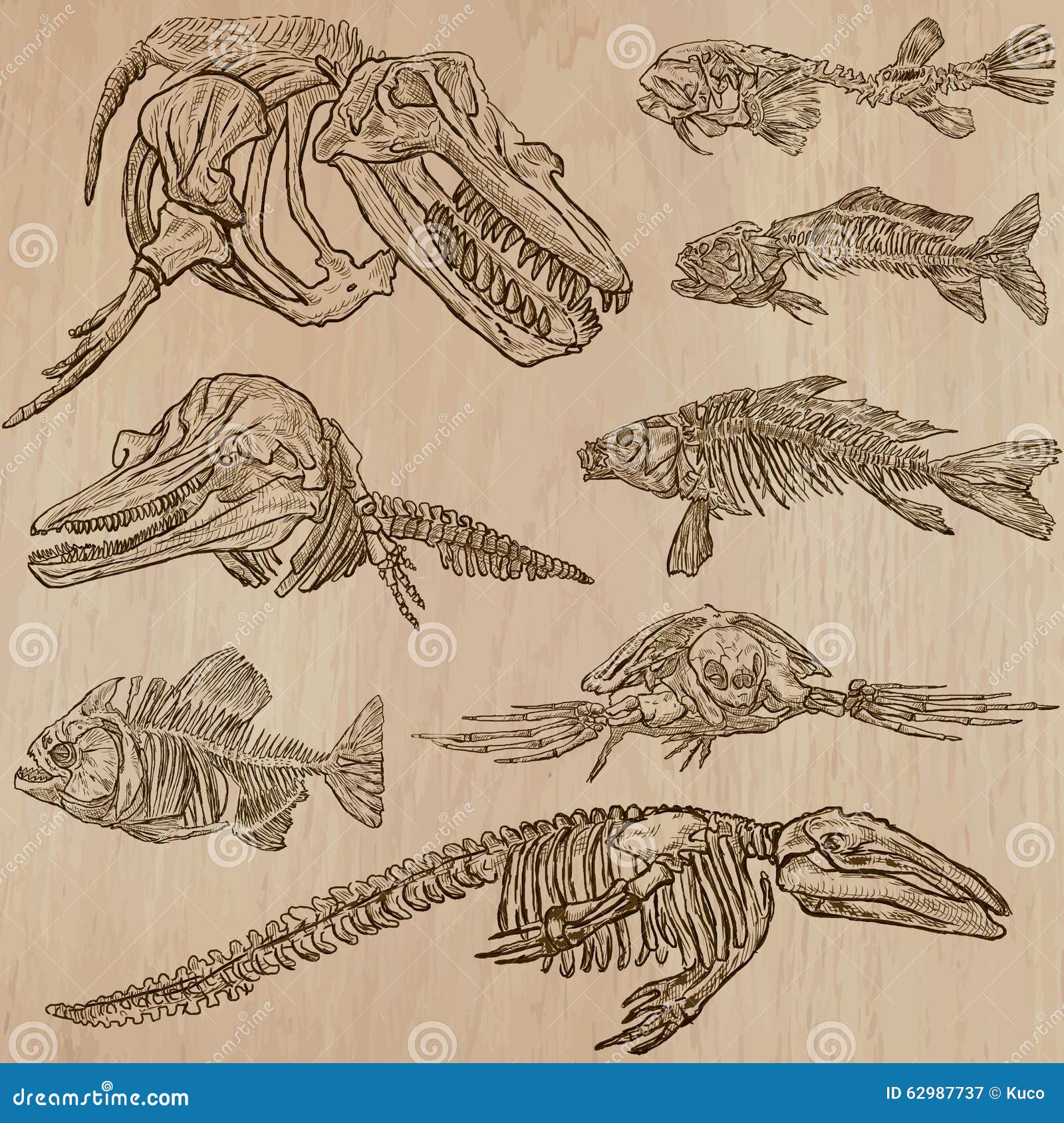 Beenderen, Skeletten - Het Waterleven Freehands, Vector Vector ...