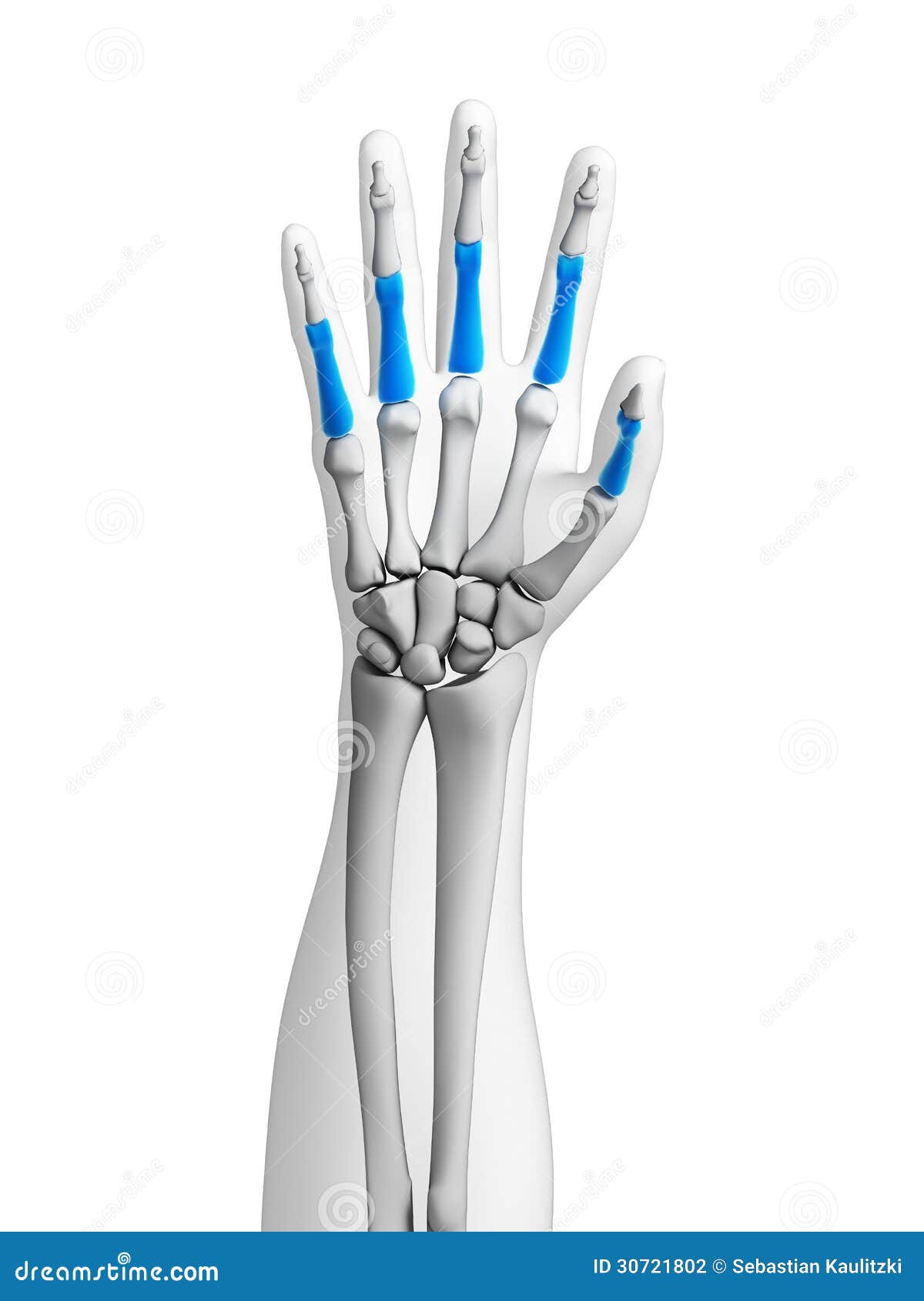 Beenderen van de hand stock illustratie. Illustration of ...