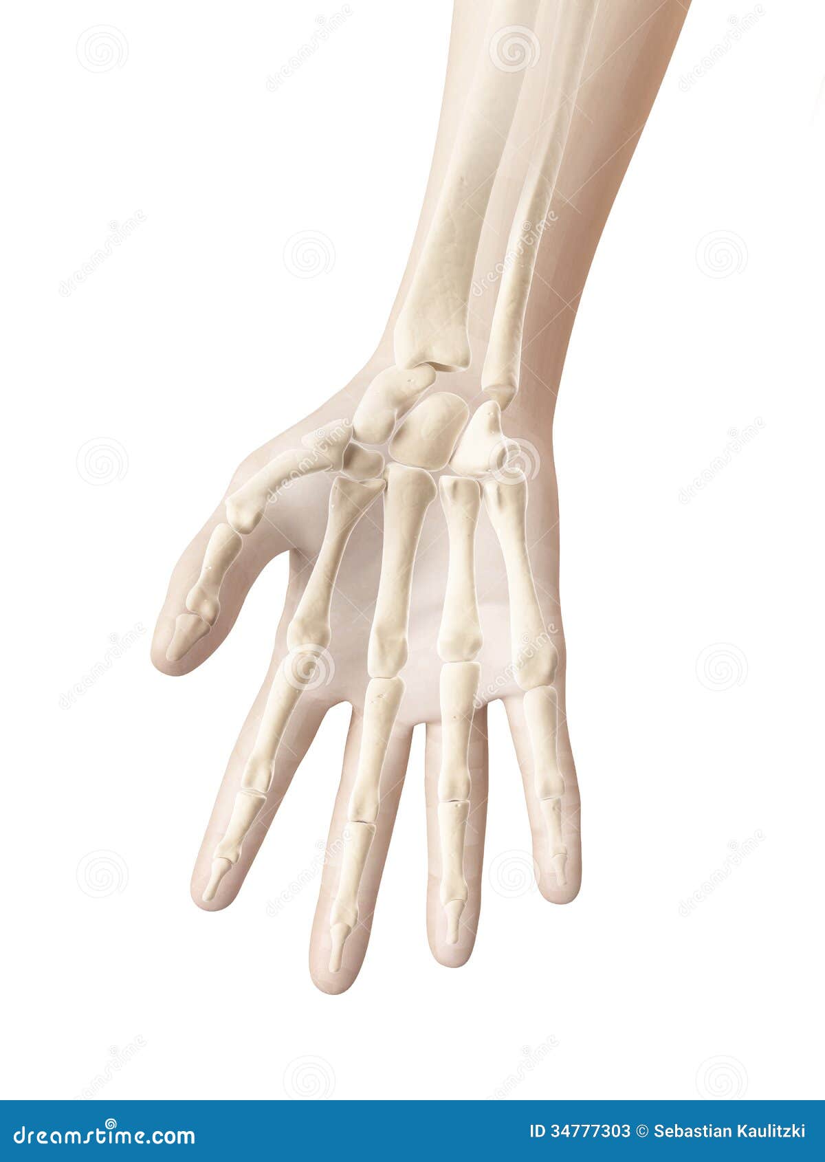 Beenderen Van De Hand En De Vingers Stock Illustratie - Illustration of ...