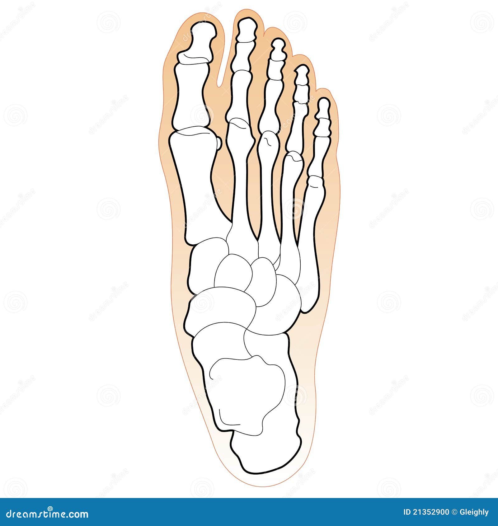 Beenderen Van De Menselijke Voet Vector Illustratie - Illustration of ...