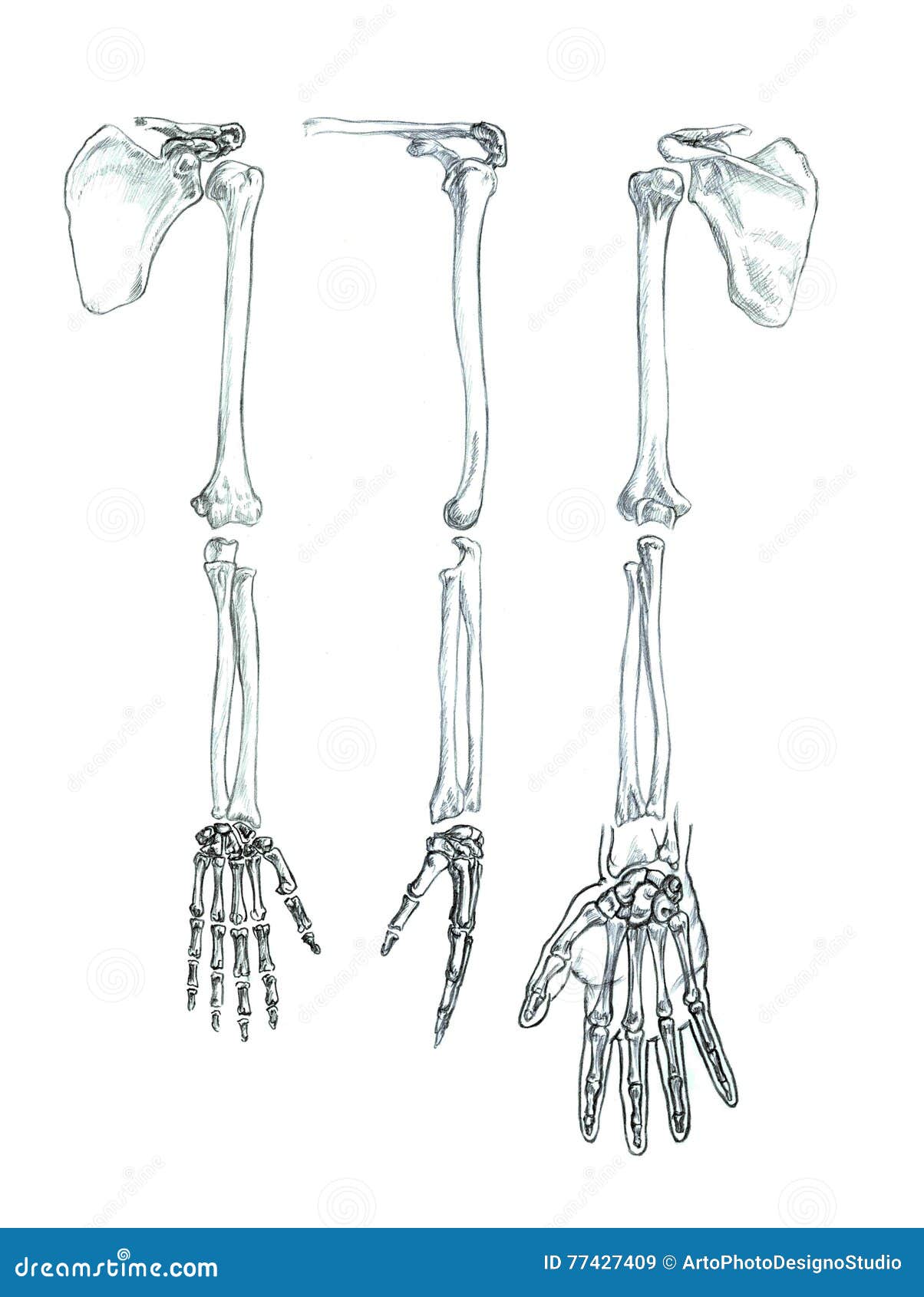 Beenderen Van Het Hogere Uiterste Stock Illustratie - Illustration of ...