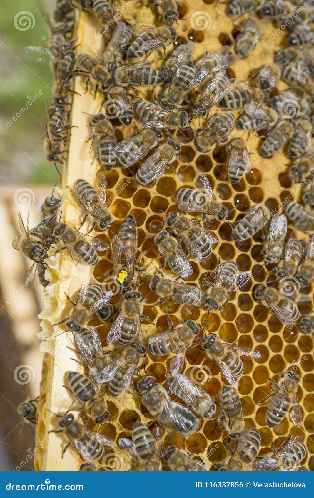 Beequeen with Workers on Bee Frame Stock Photo - Image of beequeen ...