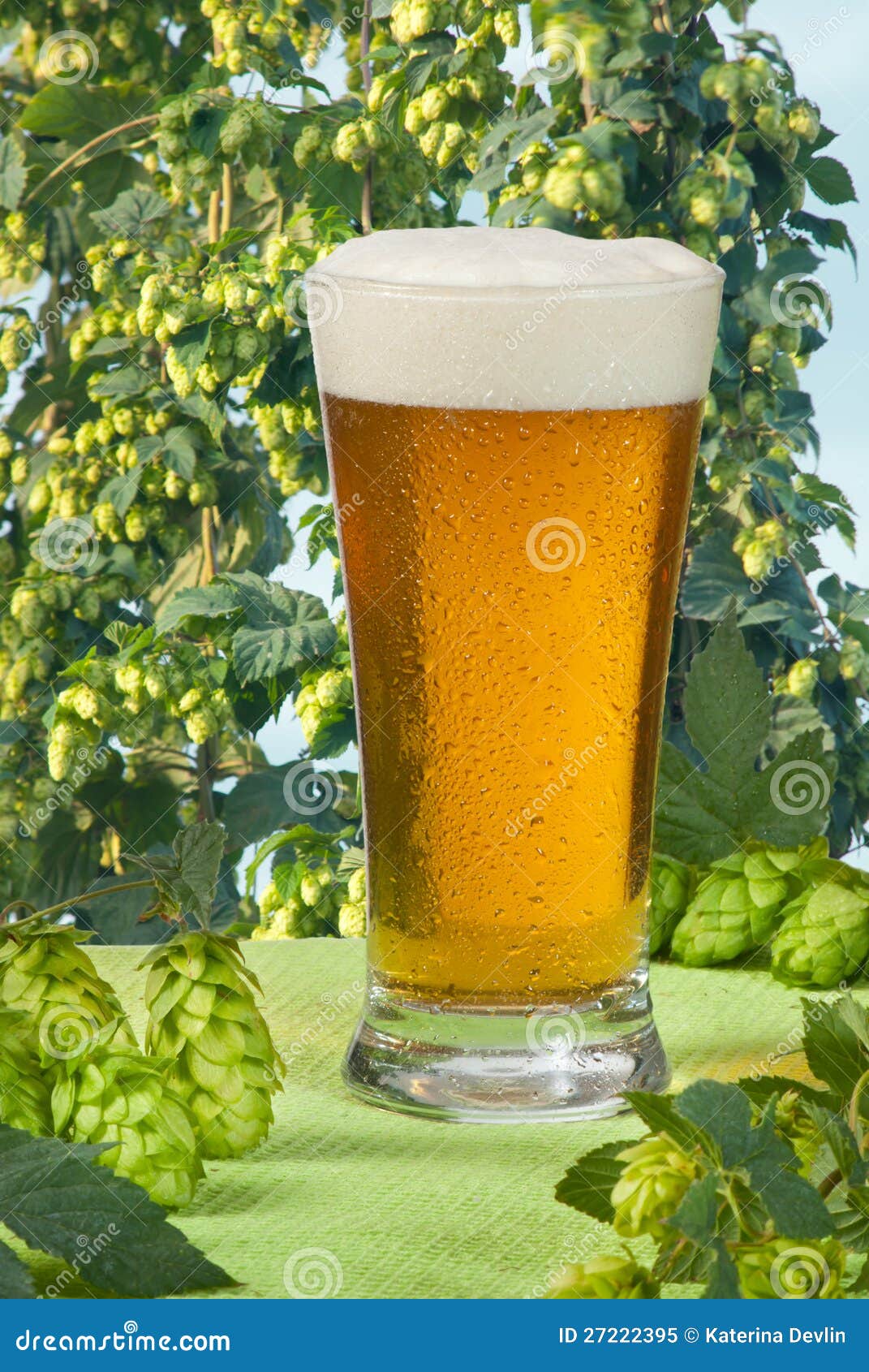 Beer stock image. Image of leaves, alcohol, hopbind, herb - 27222395