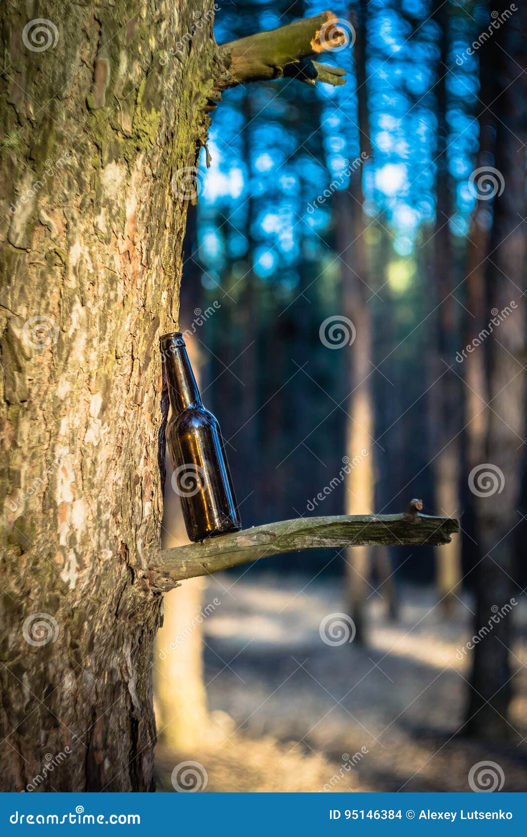 Beer Bottle in a Pine Forest Stock Photo - Image of outdoor, drink ...