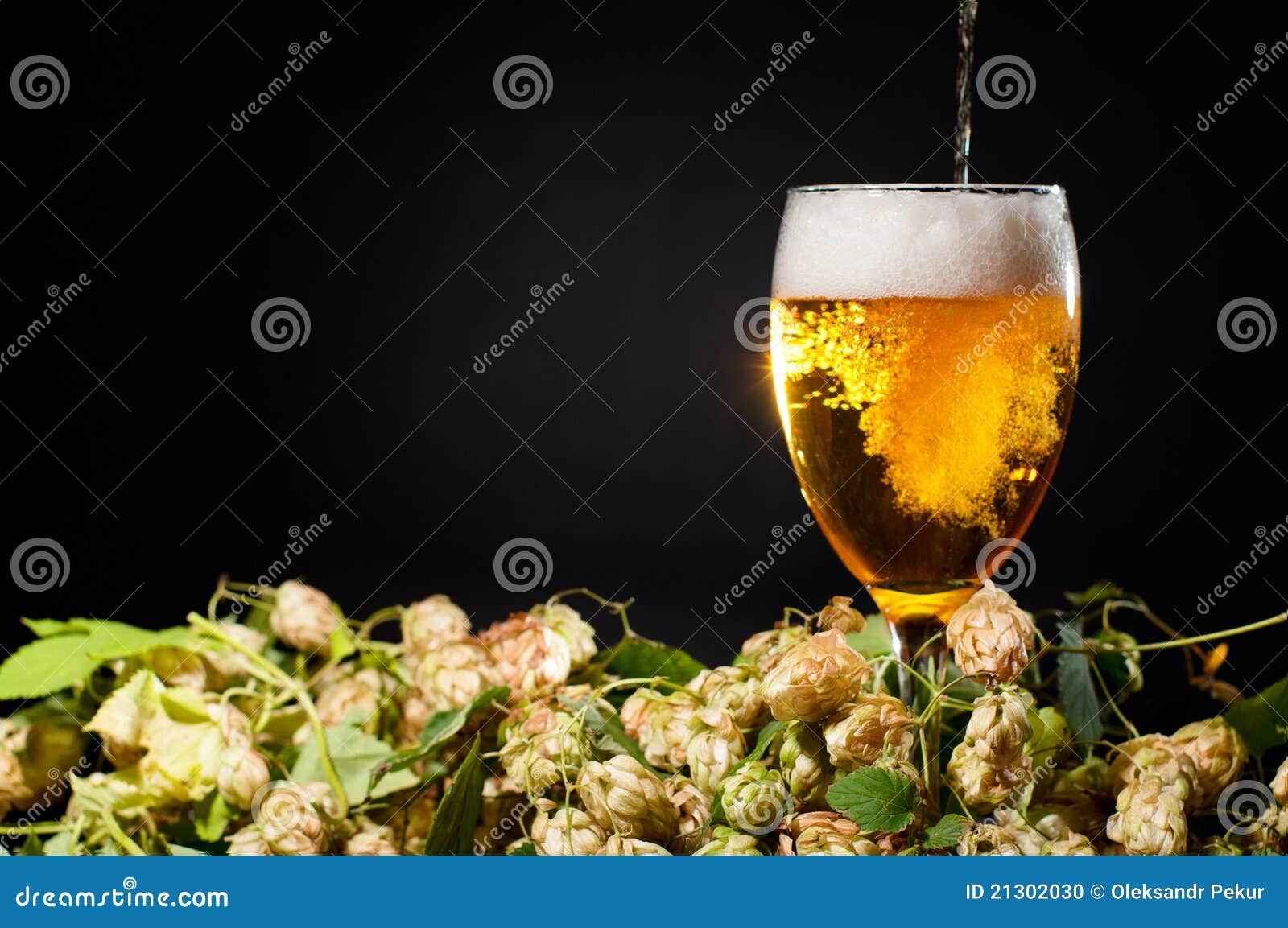 Beer Flowing in Glass with Hop Stock Photo - Image of stream, foam ...