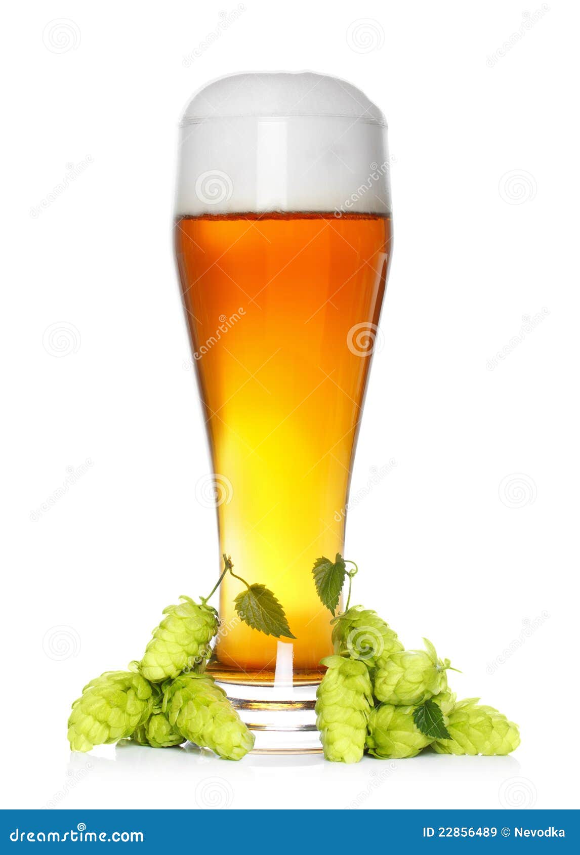 Beer glass with hop stock image. Image of detail, cone - 22856489