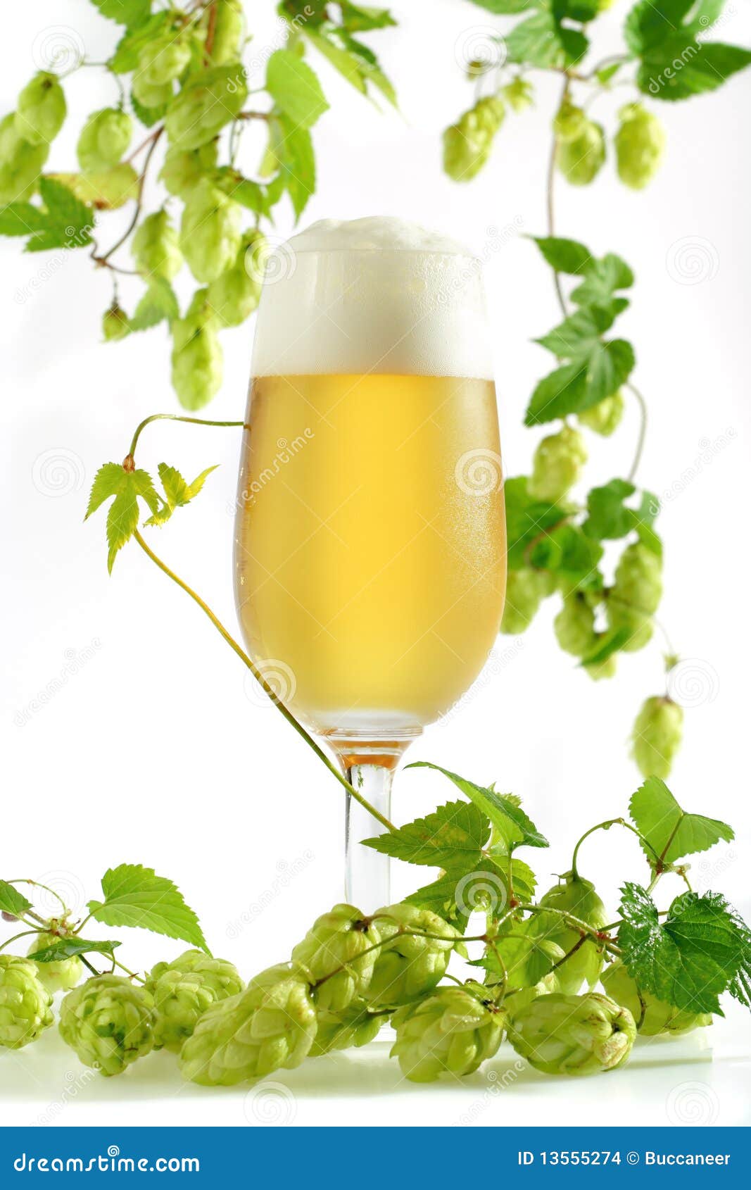 Beer in Glass with Hop Sprouts Stock Photo - Image of drink, sprouts ...