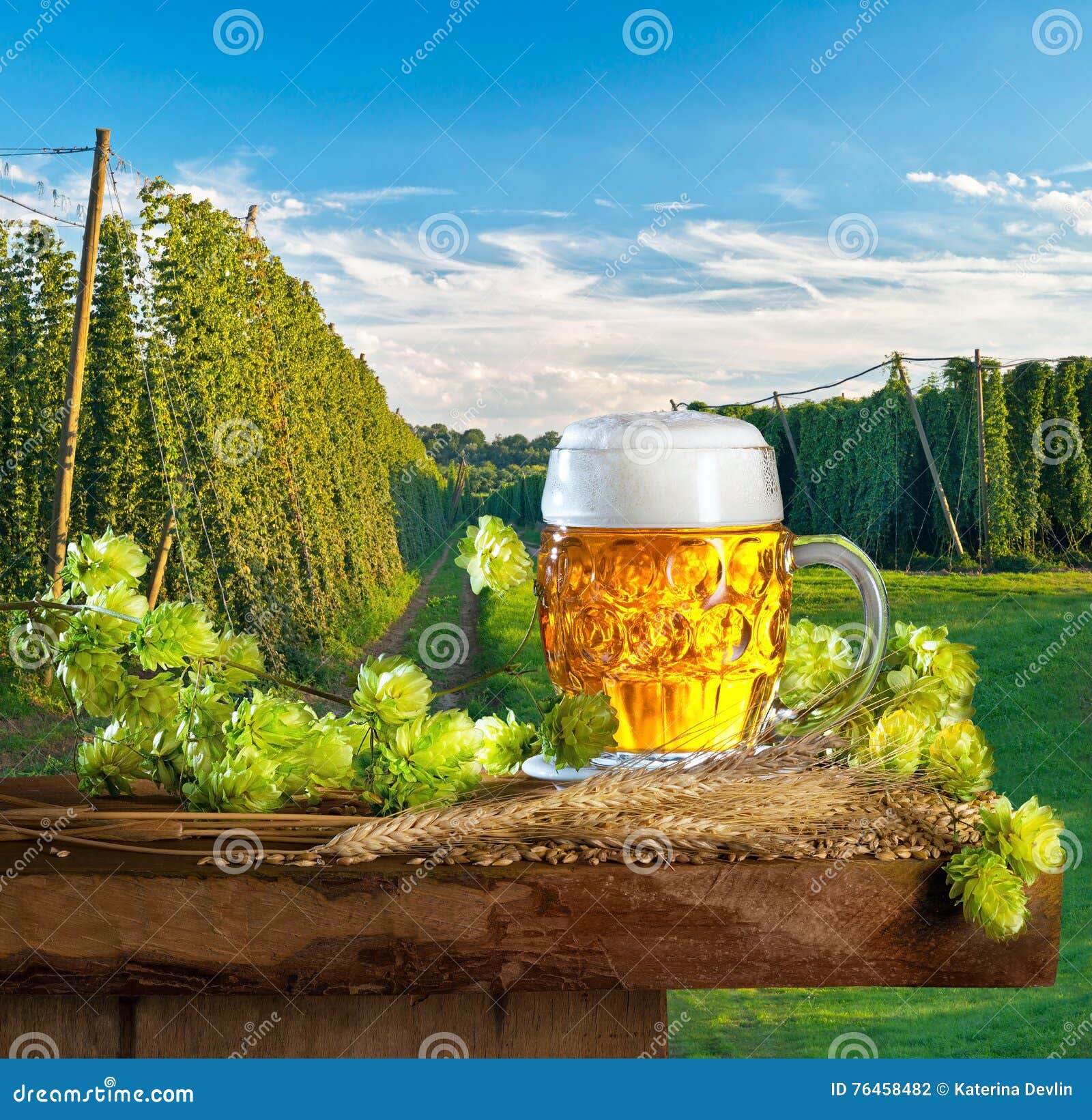 Beer glass and hops stock photo. Image of booze, growth - 76458482