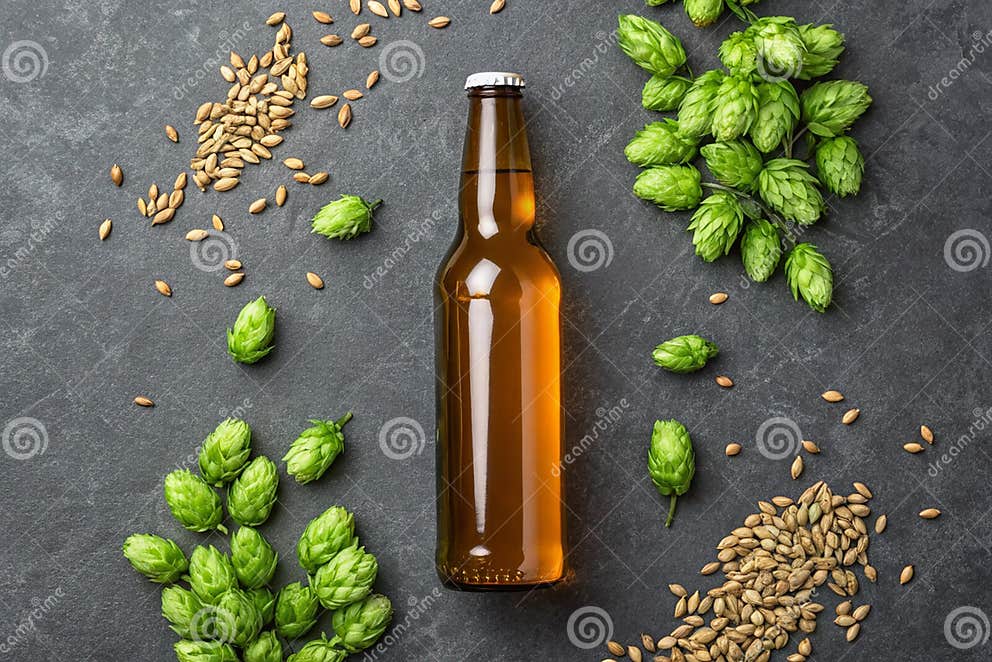 Beer, Green Hops and Malt on Stone Surface. Top View Stock Image ...
