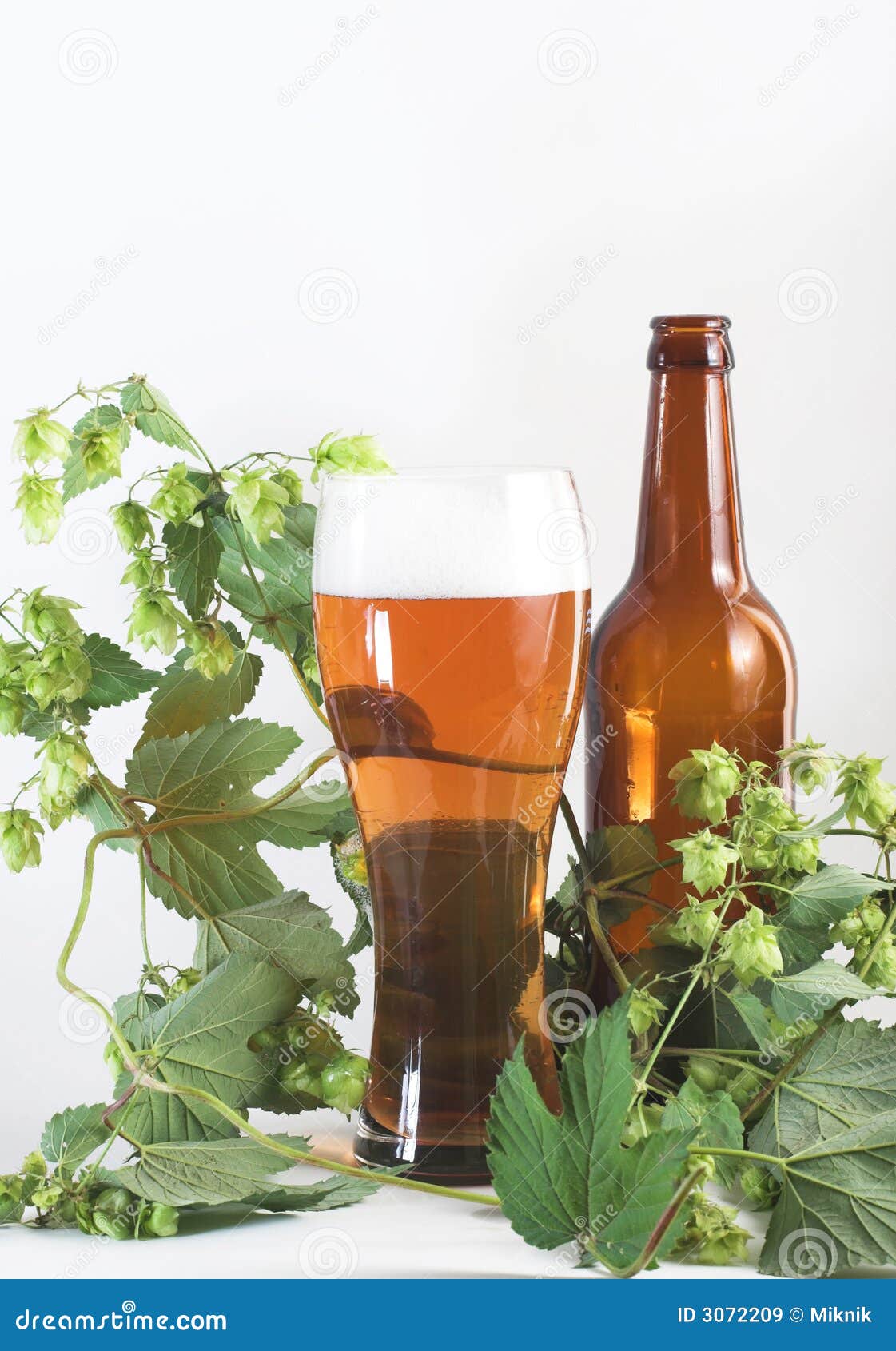 Beer and hop stock image. Image of aroma, cold, drink - 3072209