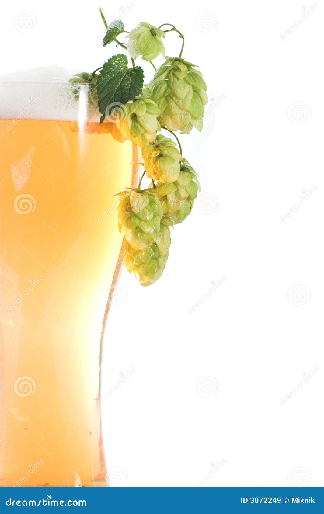 Beer and hop stock image. Image of green, hops, golden - 3072249