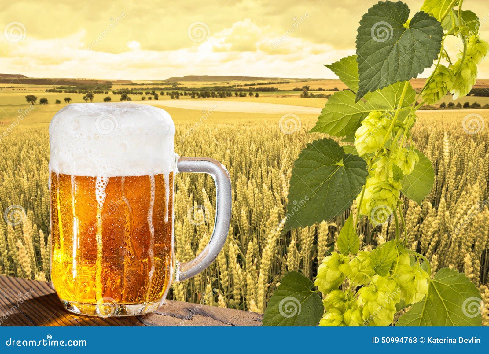 Beer and hops stock image. Image of cones, cultivated - 50994763