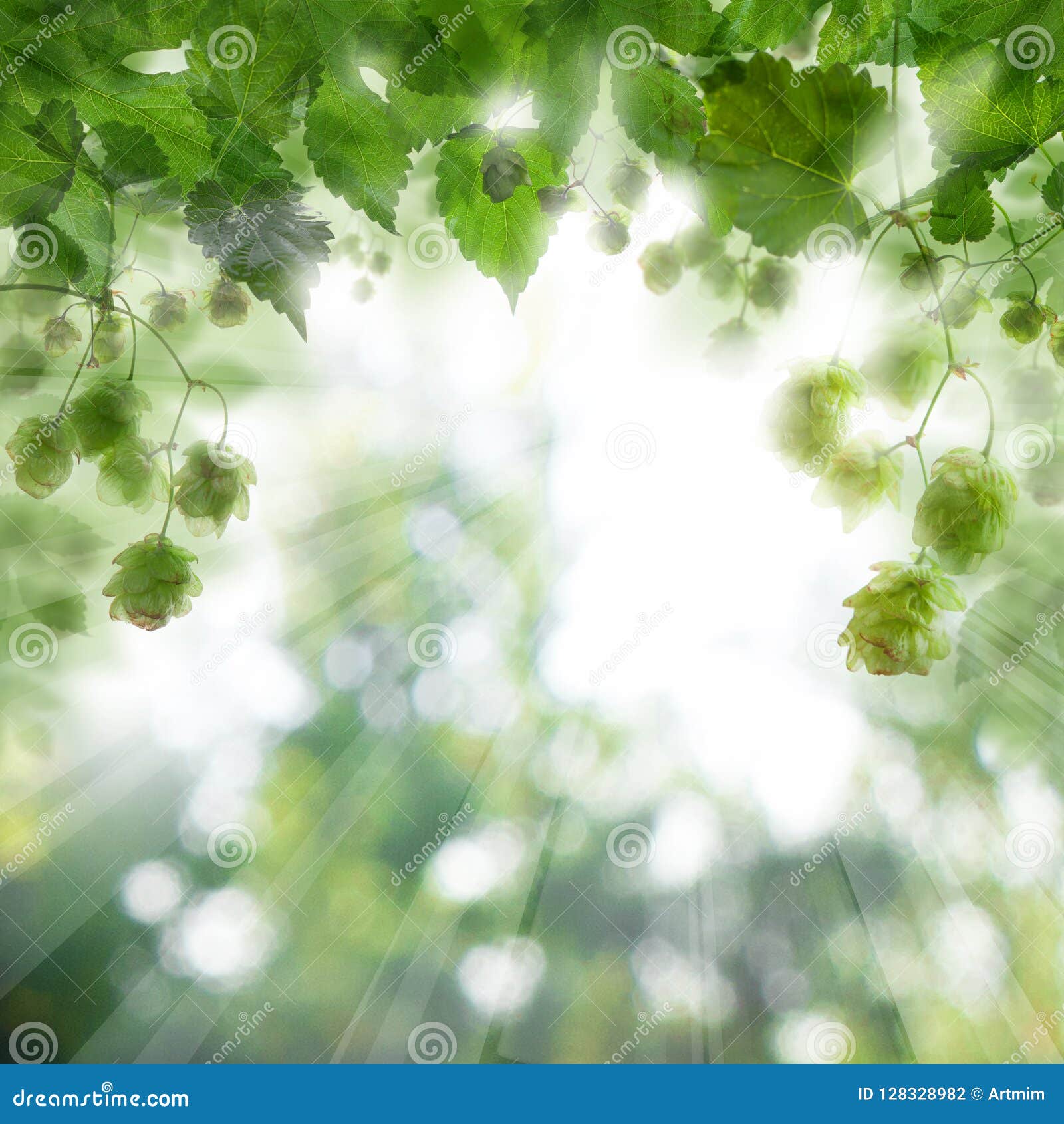 Beer Hops Leaves Background with Abstract Bokeh Light Stock Photo ...