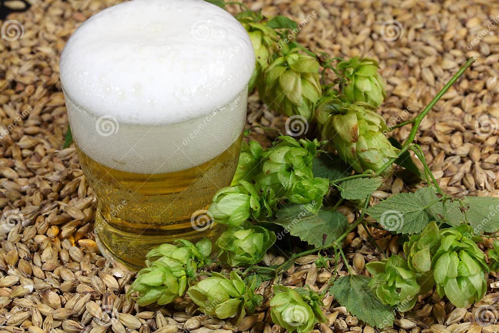 Beer, hops and malt stock image. Image of beaker, glass - 60171787