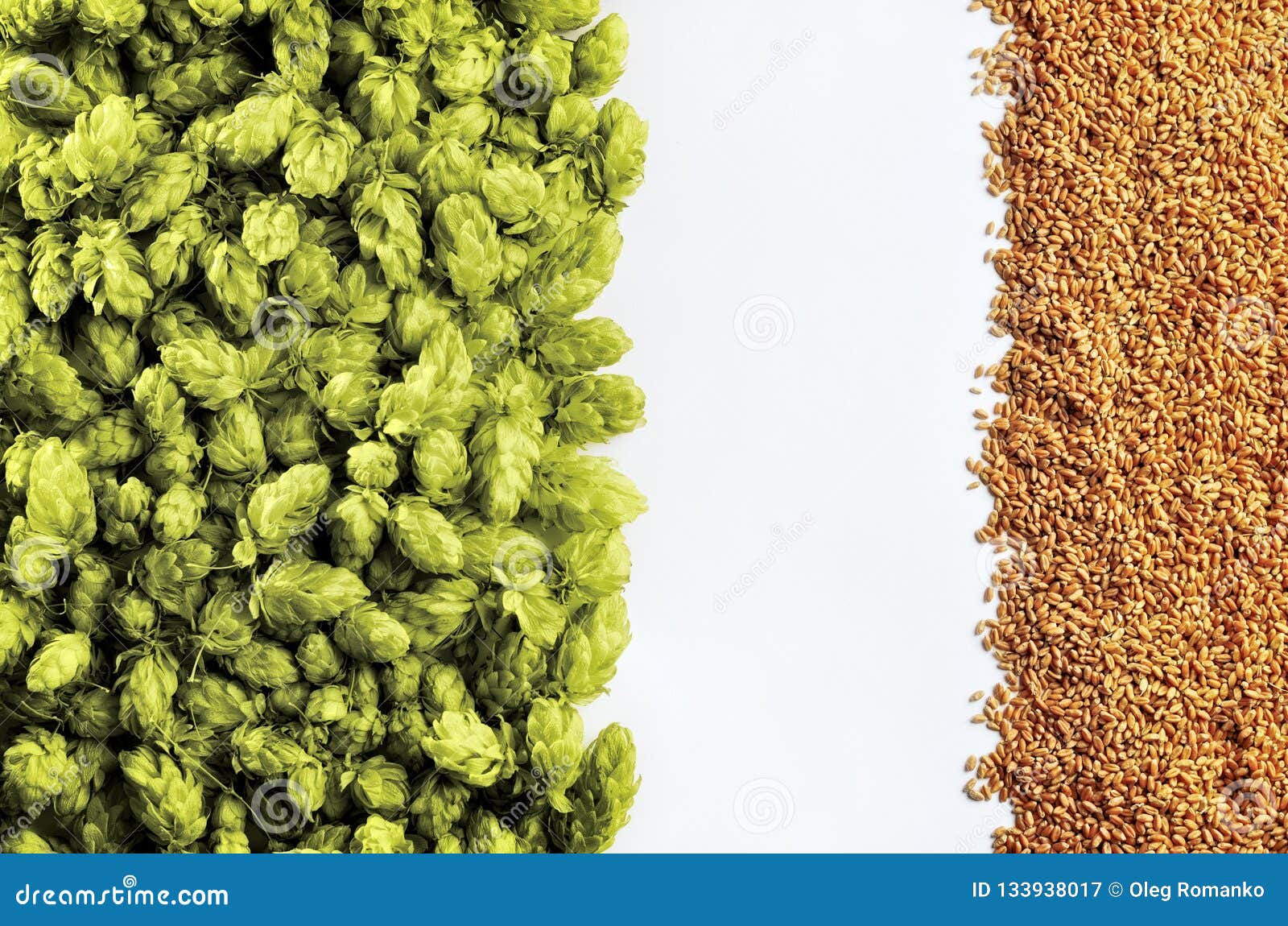 Beer Template with Hops and Wheat on White Background Stock Image ...