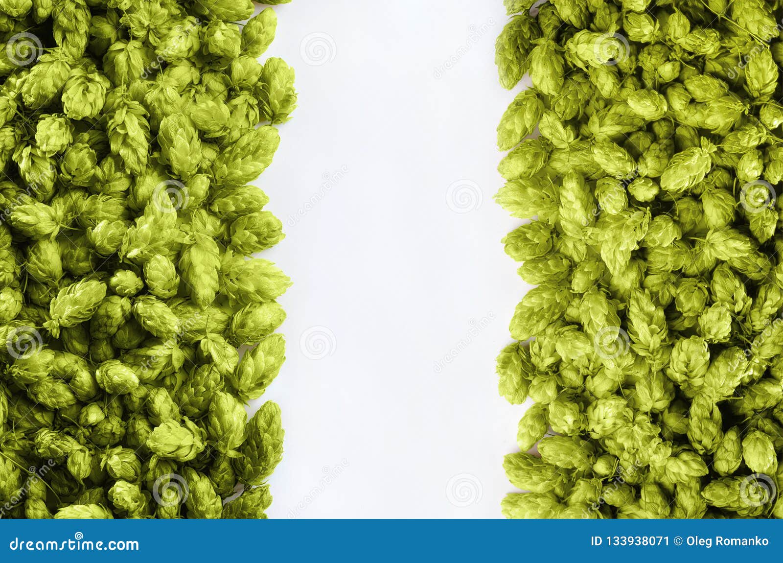 Beer Template with Two Rows of Hops on a White Background Stock Image ...