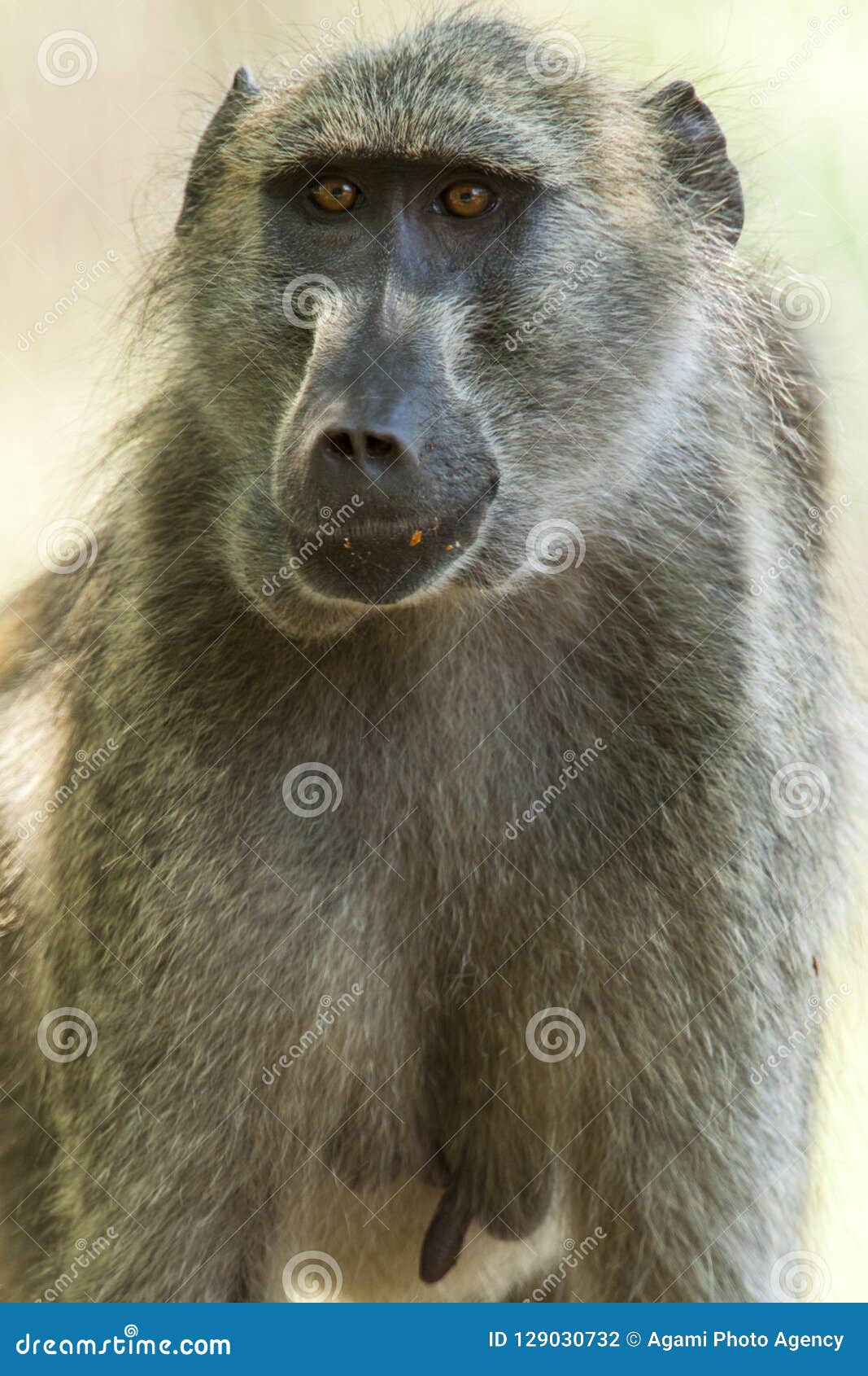 Beerbaviaan, Chacma-Baviaan, Papio-ursinus Stock Foto - Image of ...