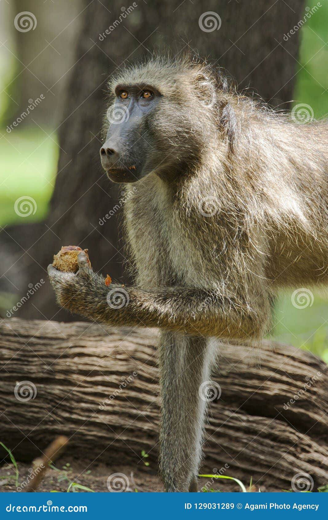 Beerbaviaan, Chacma-Baviaan, Papio-ursinus Stock Afbeelding - Image of ...