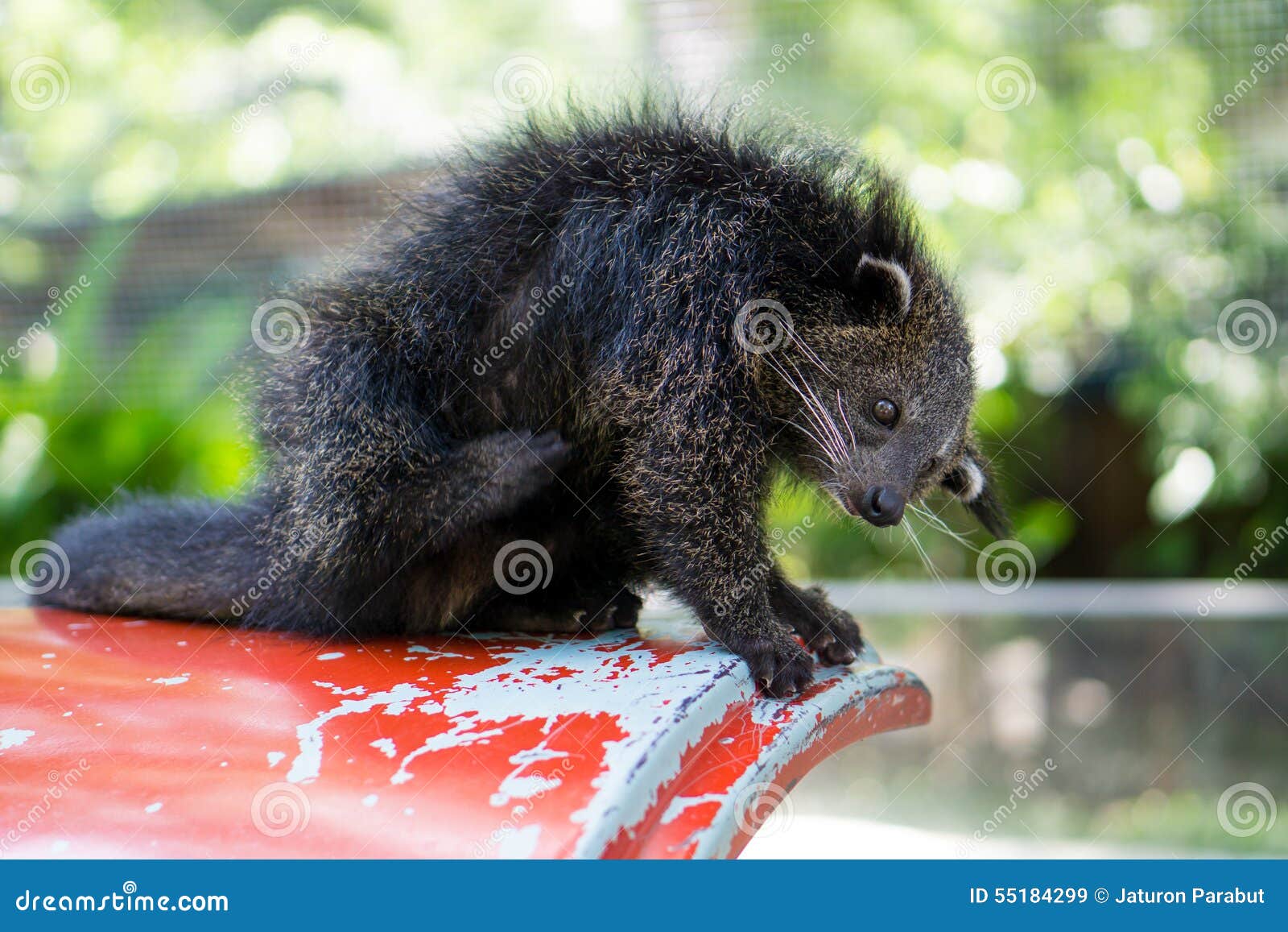Beercat stock image. Image of outdoor, forest, binturong - 55184299