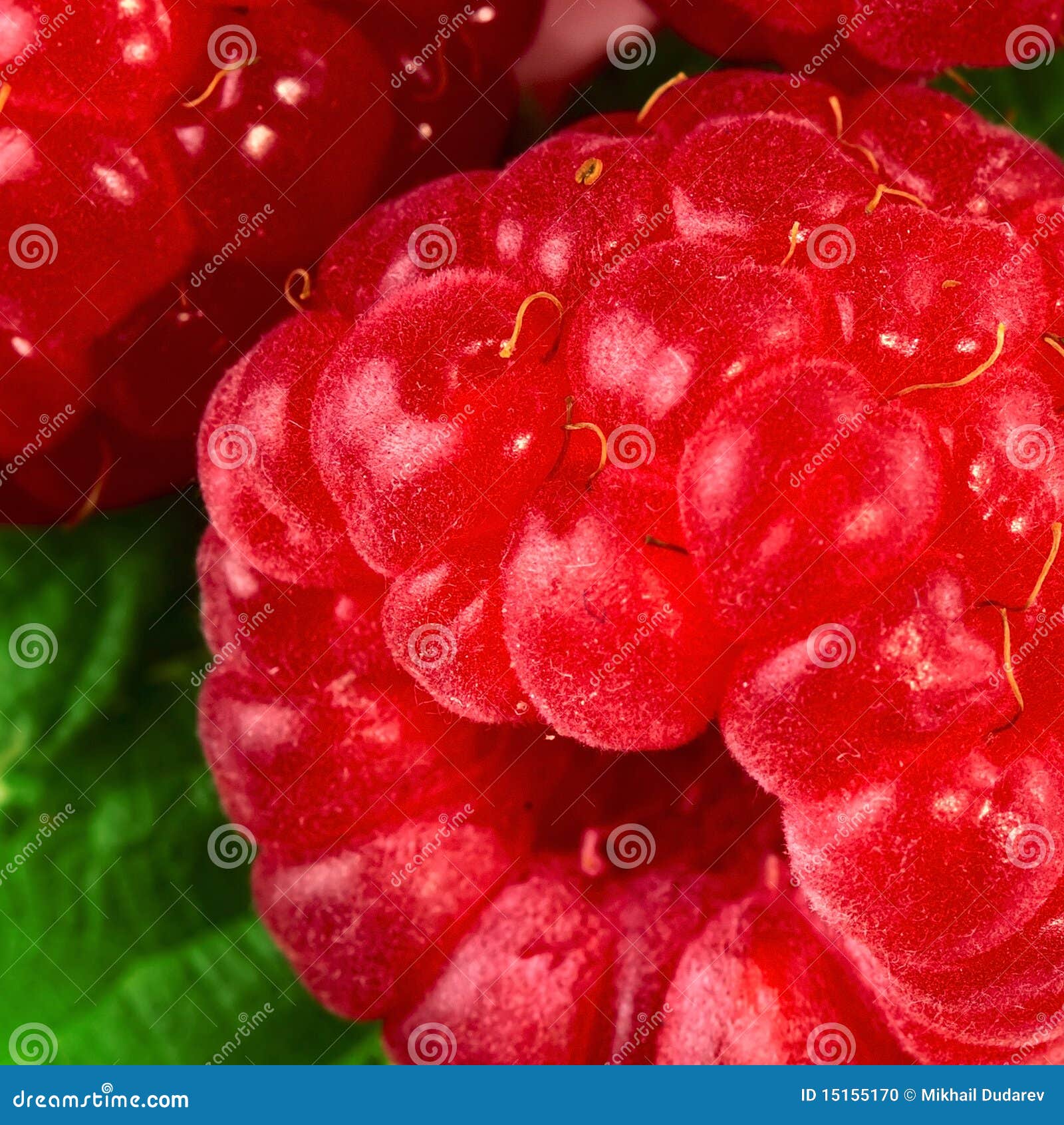 Beere stockfoto. Bild von garten, getrennt, frisch, pflanzen - 15155170