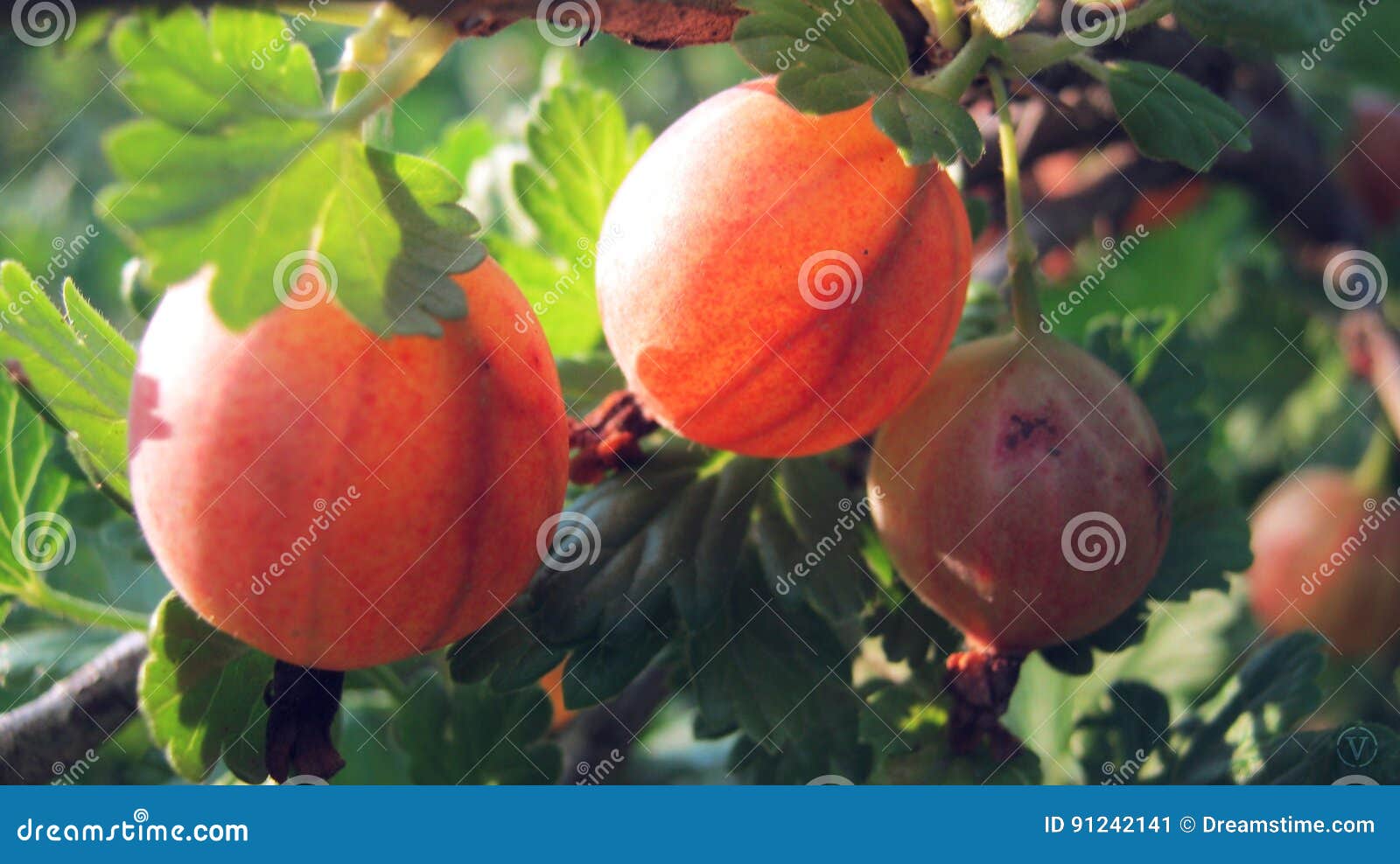 Beere stockbild. Bild von sauer, beispiele, weich, fleischig - 91242141