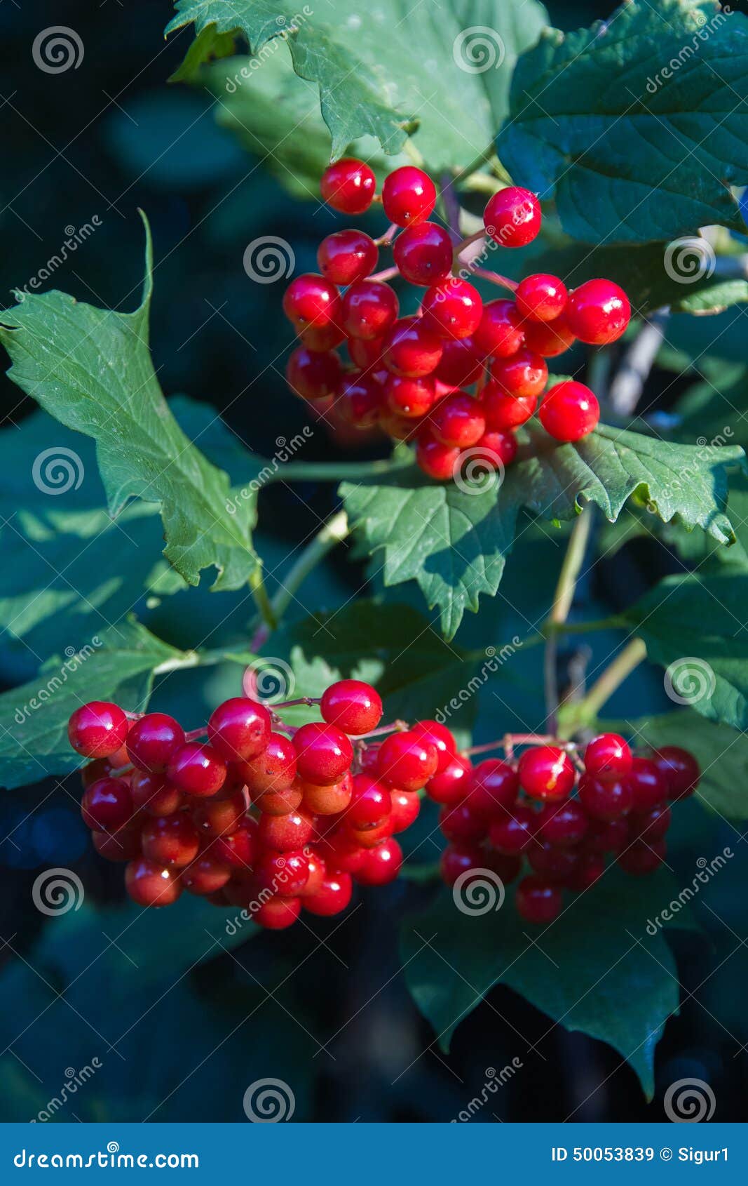 Beeren Von Viburnum Opulus Anlage Stockbild - Bild von viburnum, grün ...