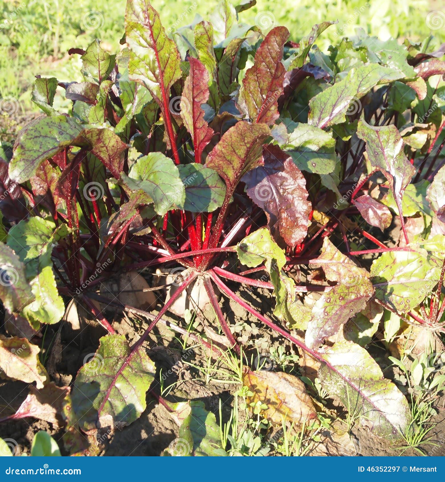 Beeroot stock image. Image of nature, beetrooti, plant - 46352297