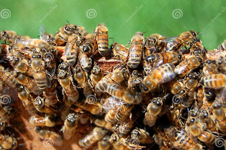 Bees stock photo. Image of hives, cluster, animals, hive - 14607678
