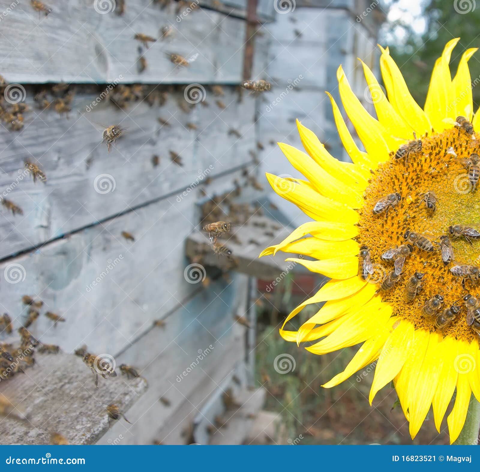 Bees stock image. Image of healthy, health, bright, lifestyle - 16823521