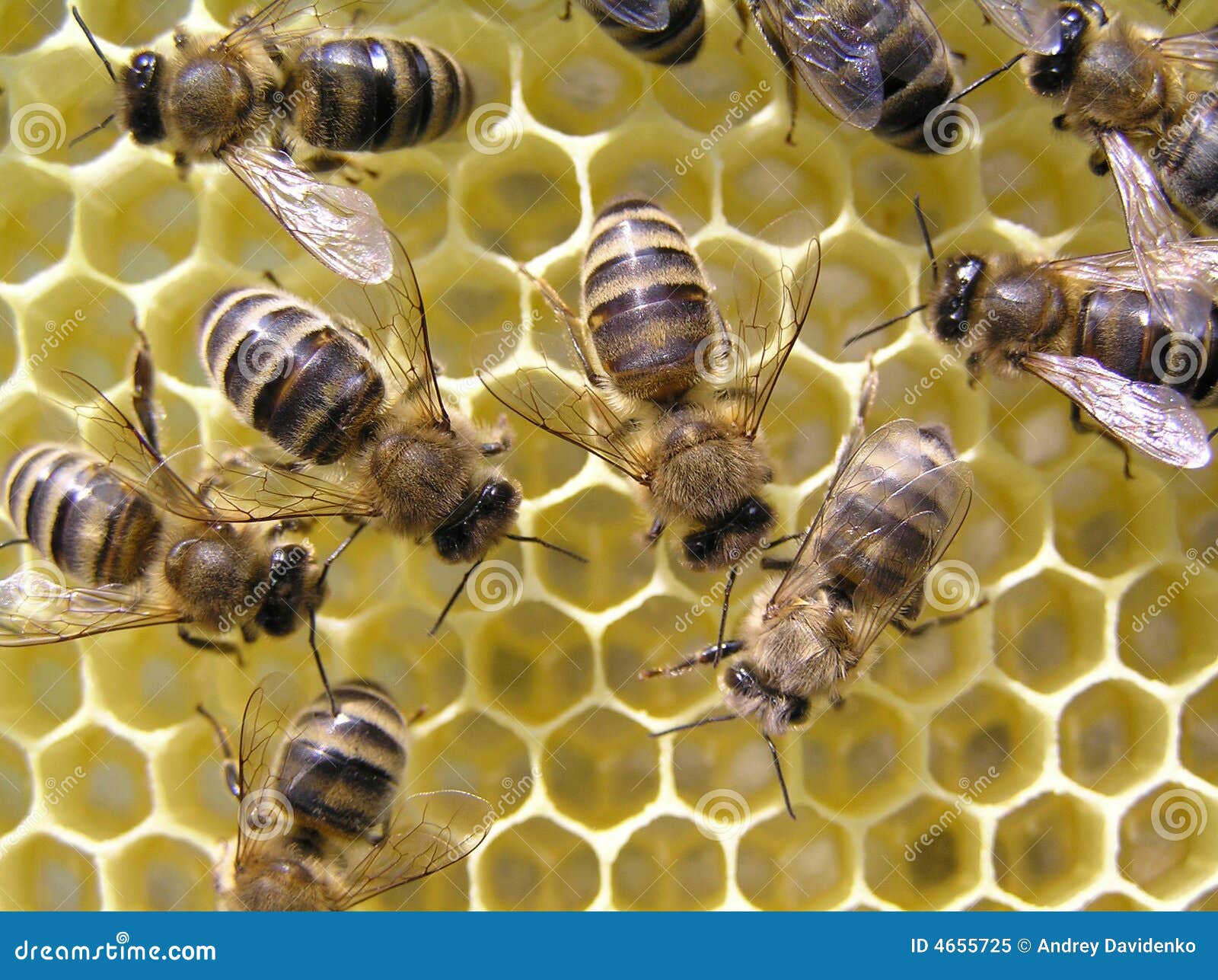 Bees stock image. Image of young, cell, communication - 4655725