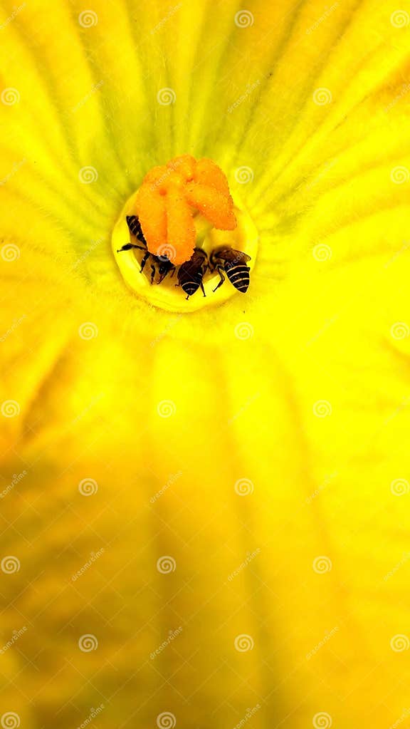 Bees Absorb Nectar from Pumpkin Flower Stock Photo - Image of bees ...