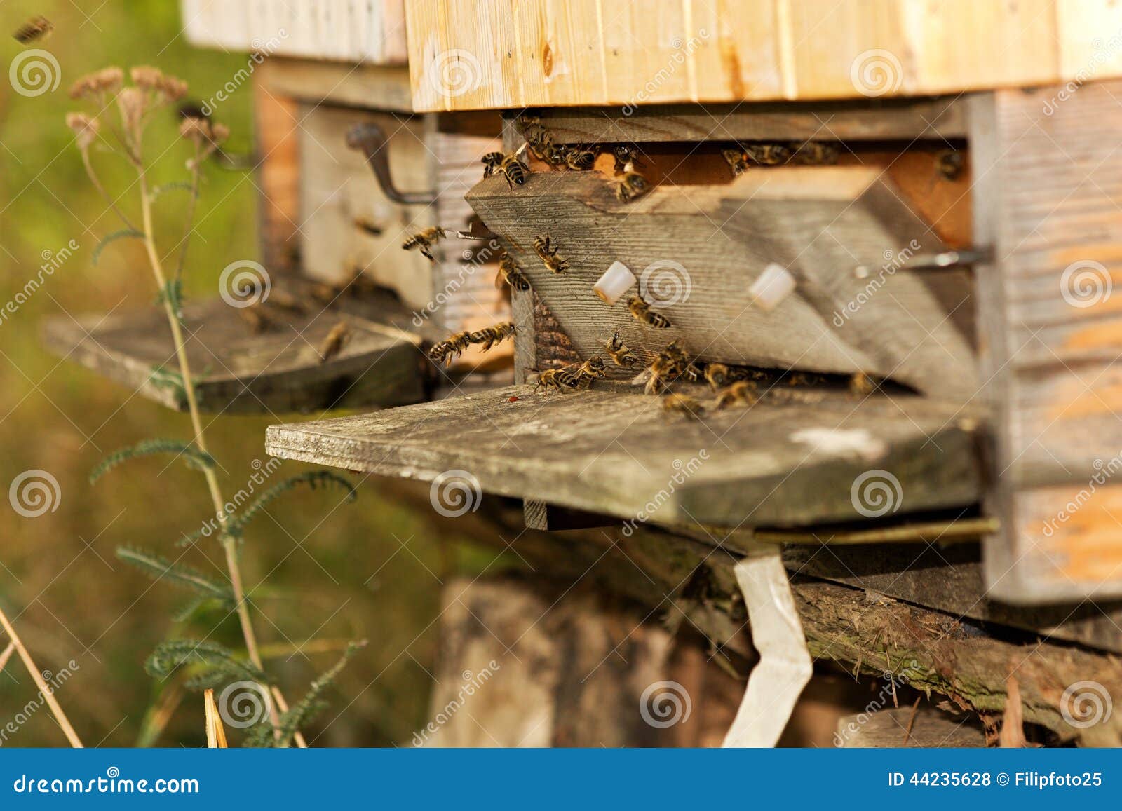 Bees and apiary stock photo. Image of gold, lifestyle - 44235628