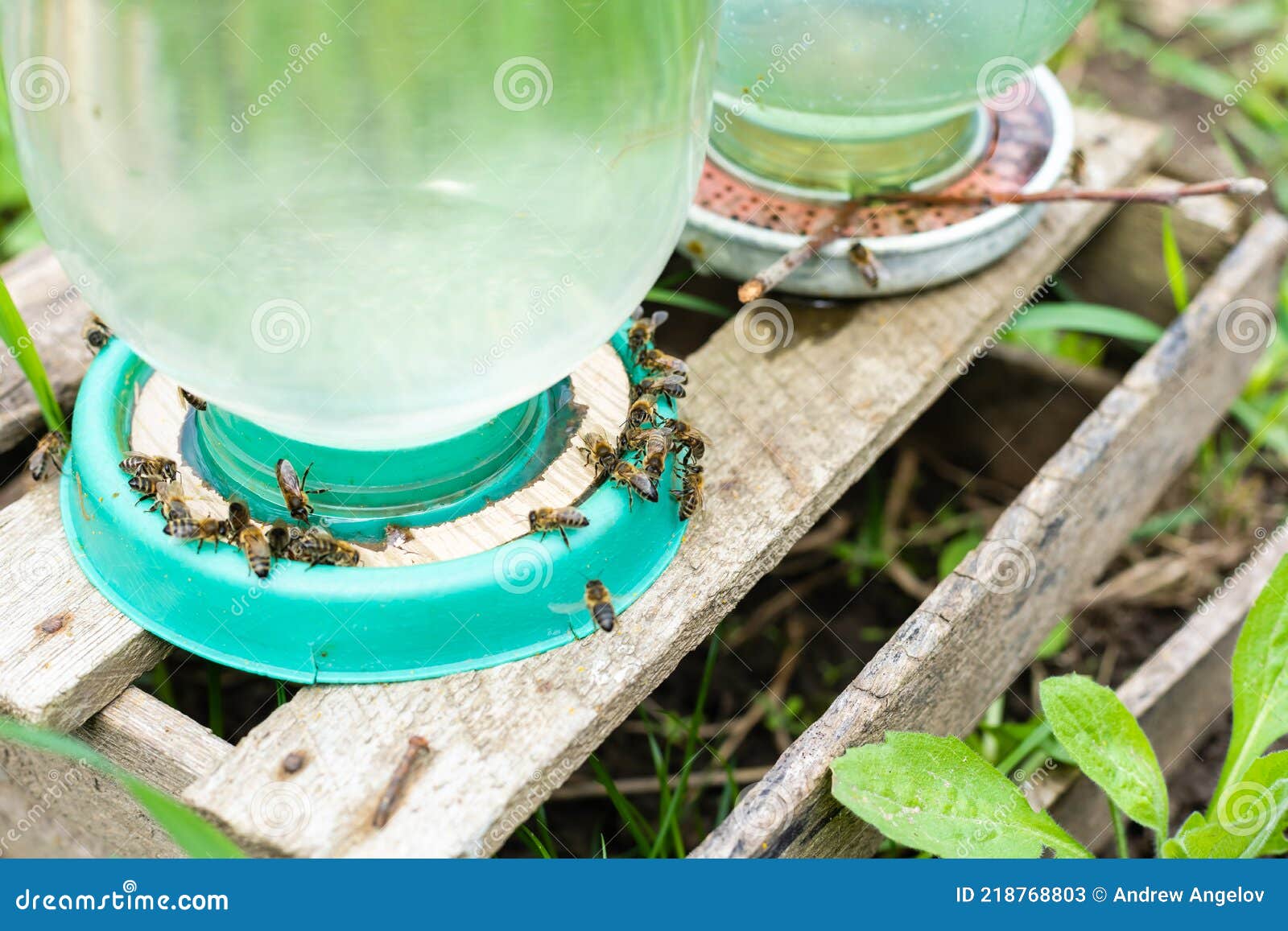 Bees in the Apiary Drink Water from the Drinker Stock Image - Image of ...
