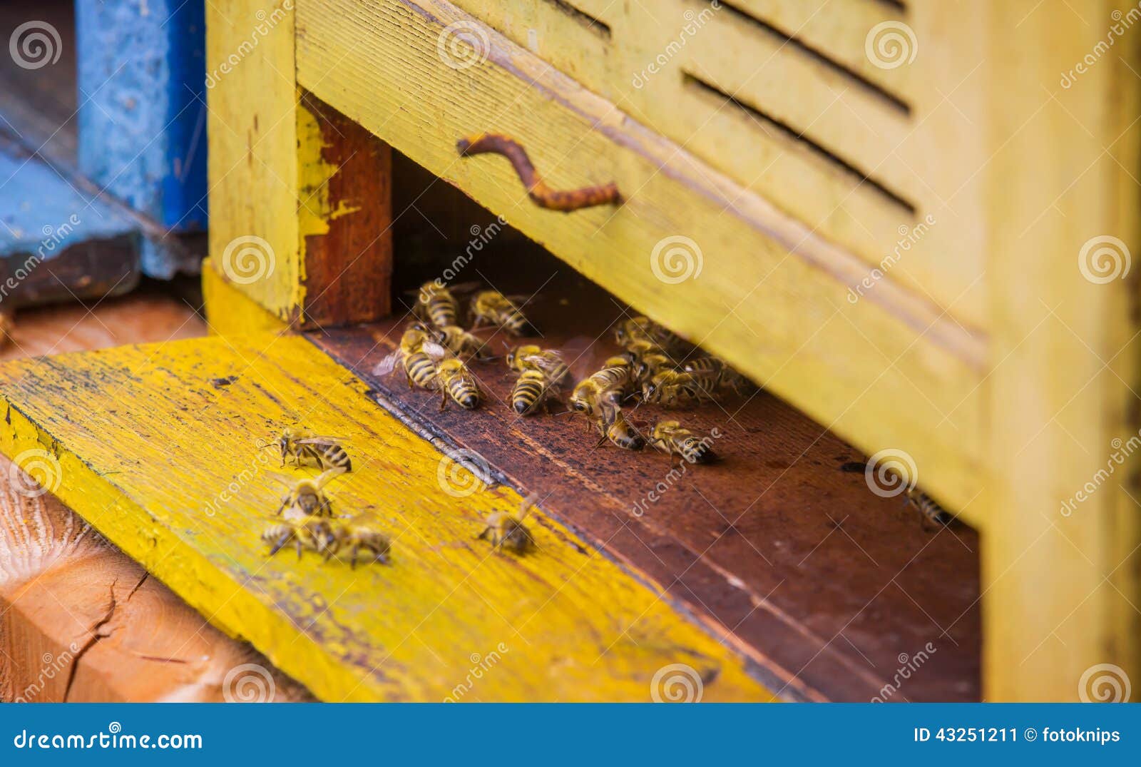 Bees in the apiary stock image. Image of pollination - 43251211