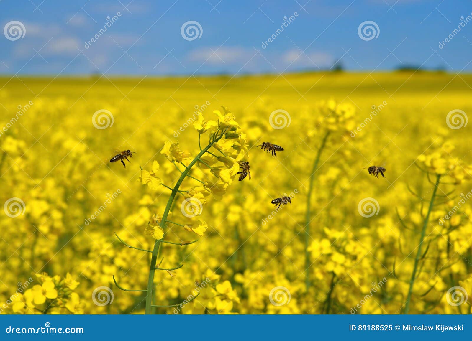 Bees Apis Mellifera Honeybees in Flight at the Field Stock Image ...