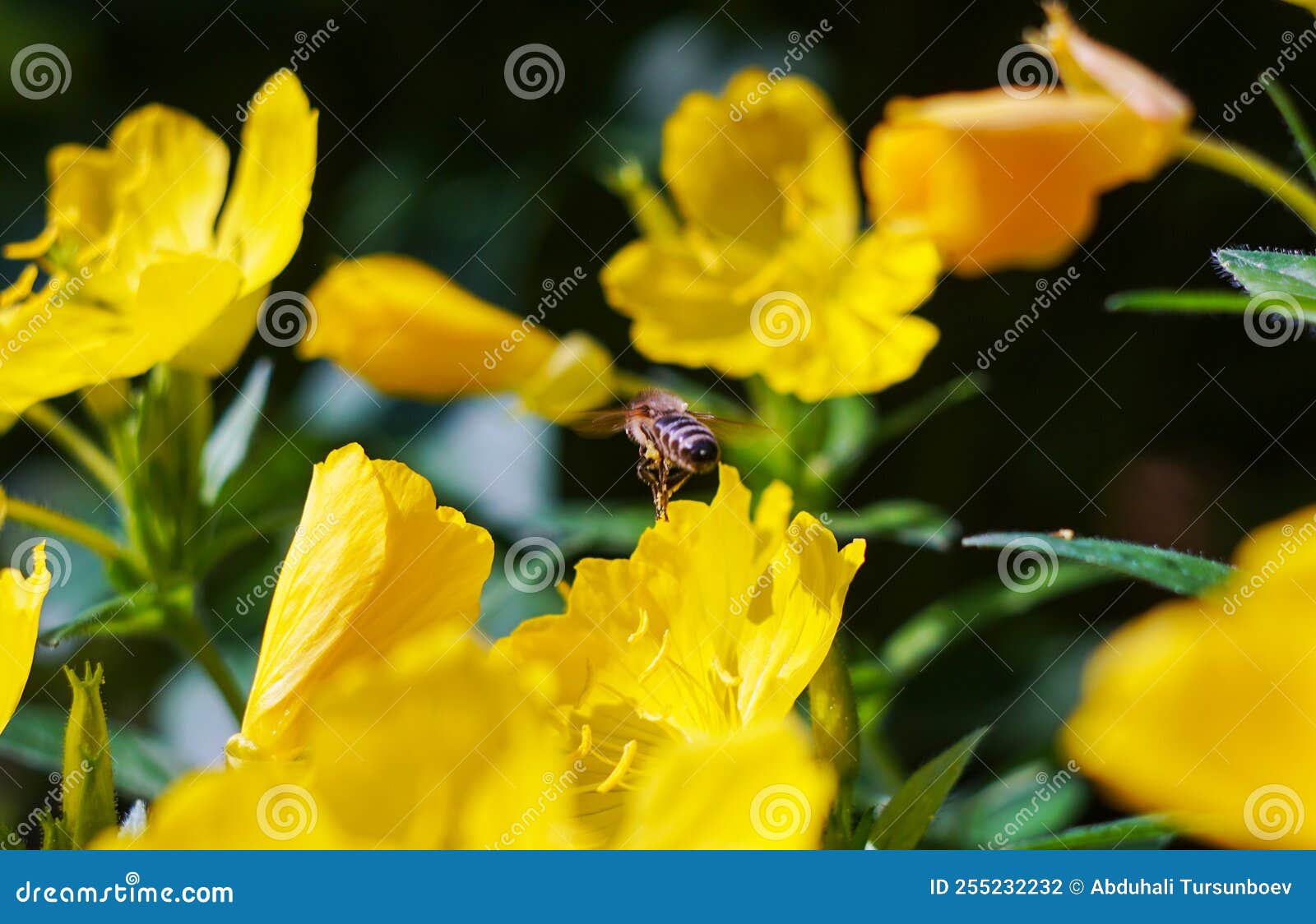 Bees around yellow flowers stock photo. Image of background - 255232232